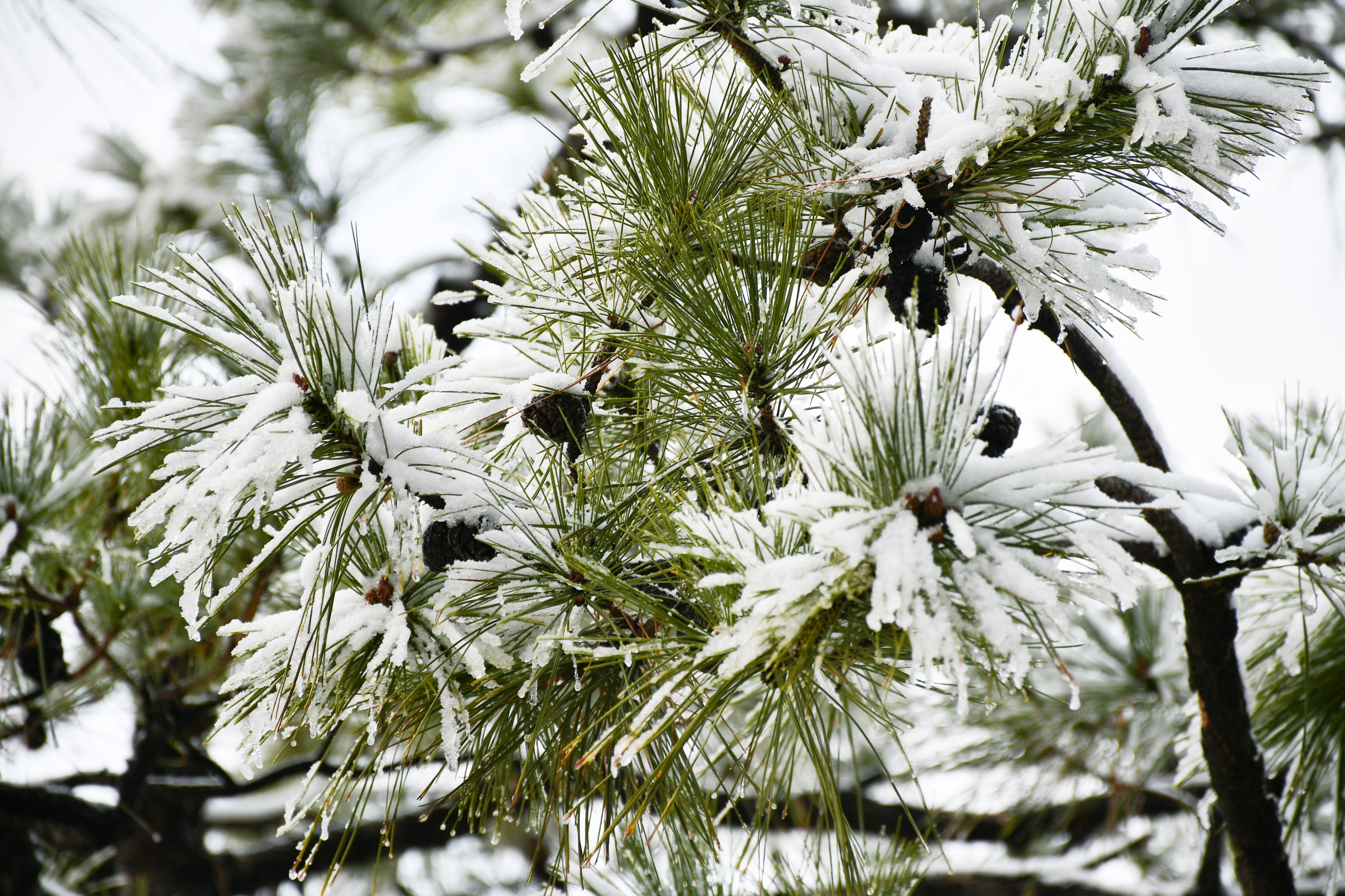 A Pine Tree during Winter · Free Stock Photo
