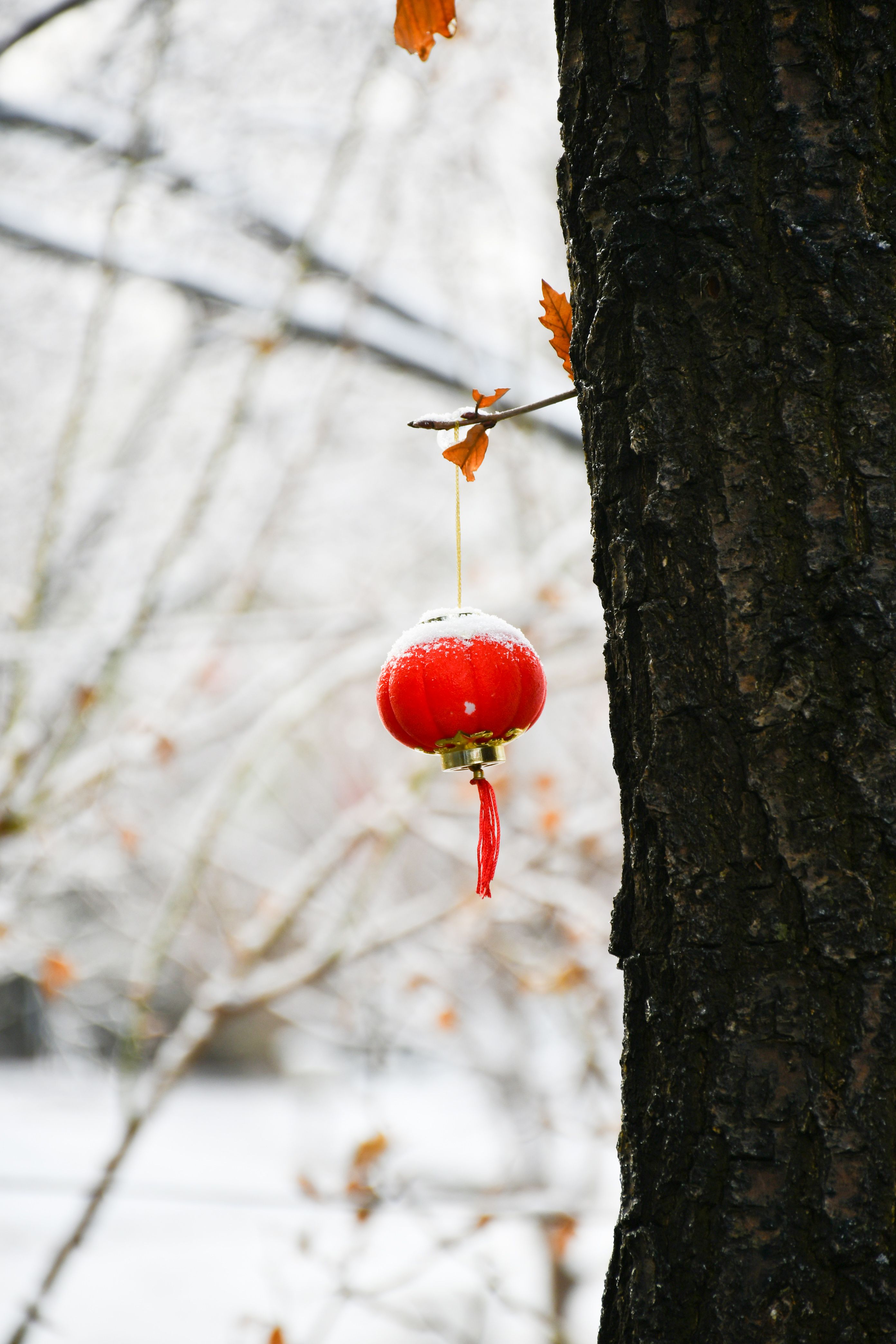 A Close-Up Shot of a Small Traditional Lantern Hanging on a Tree Branch ...