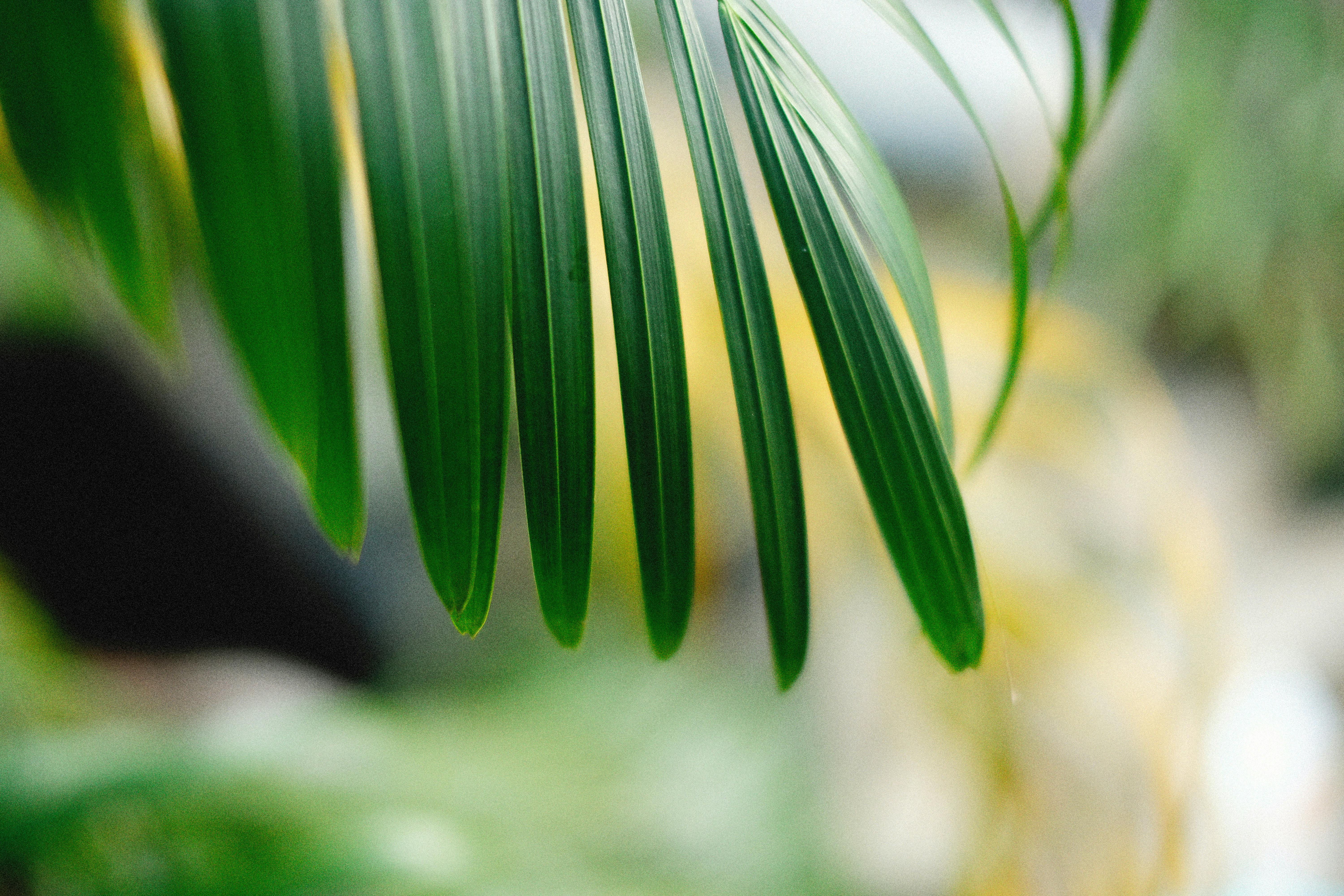 Close-up of a Palm Leaf · Free Stock Photo