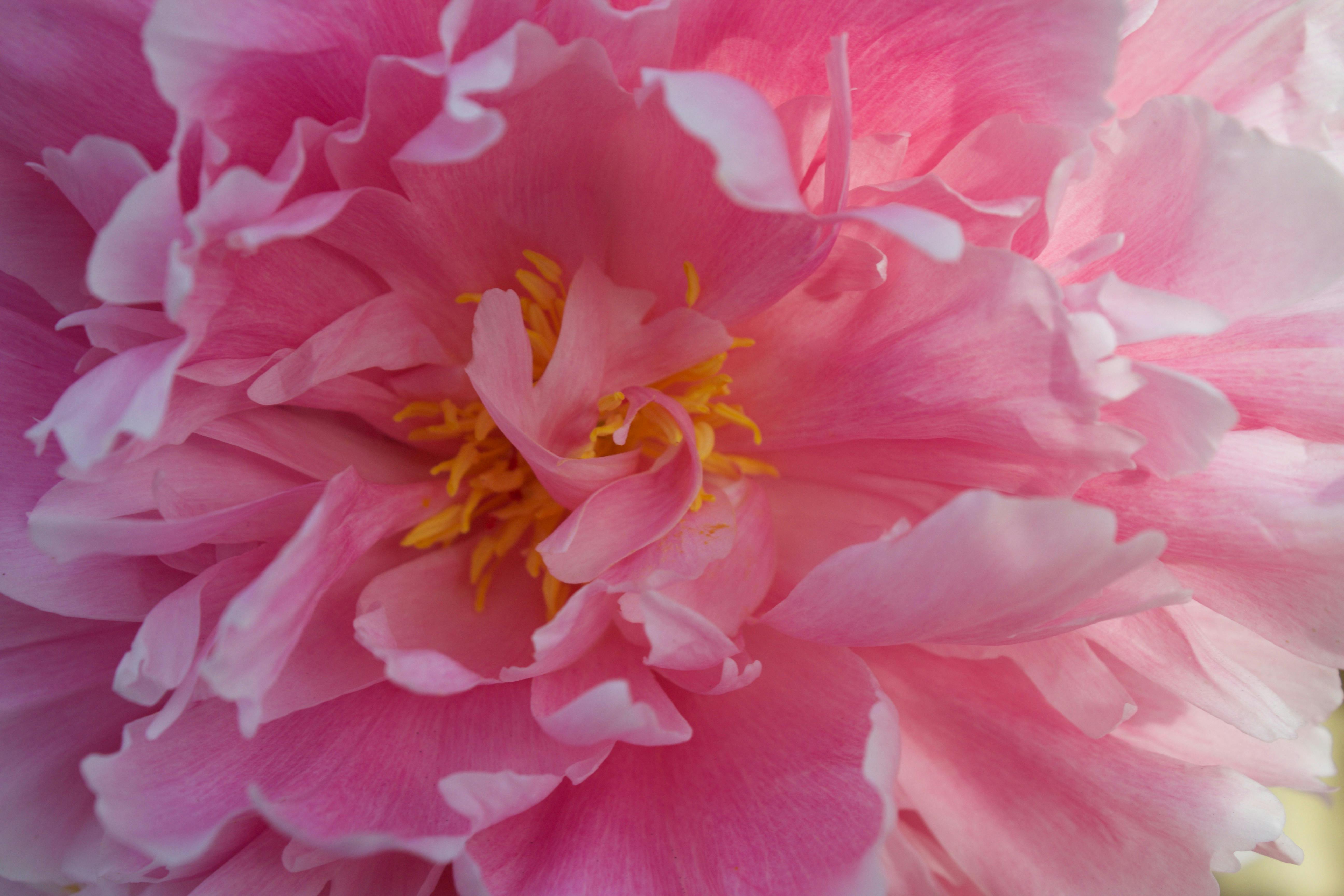 Peony Chinese Plant Care and Growing Guide for Beginners