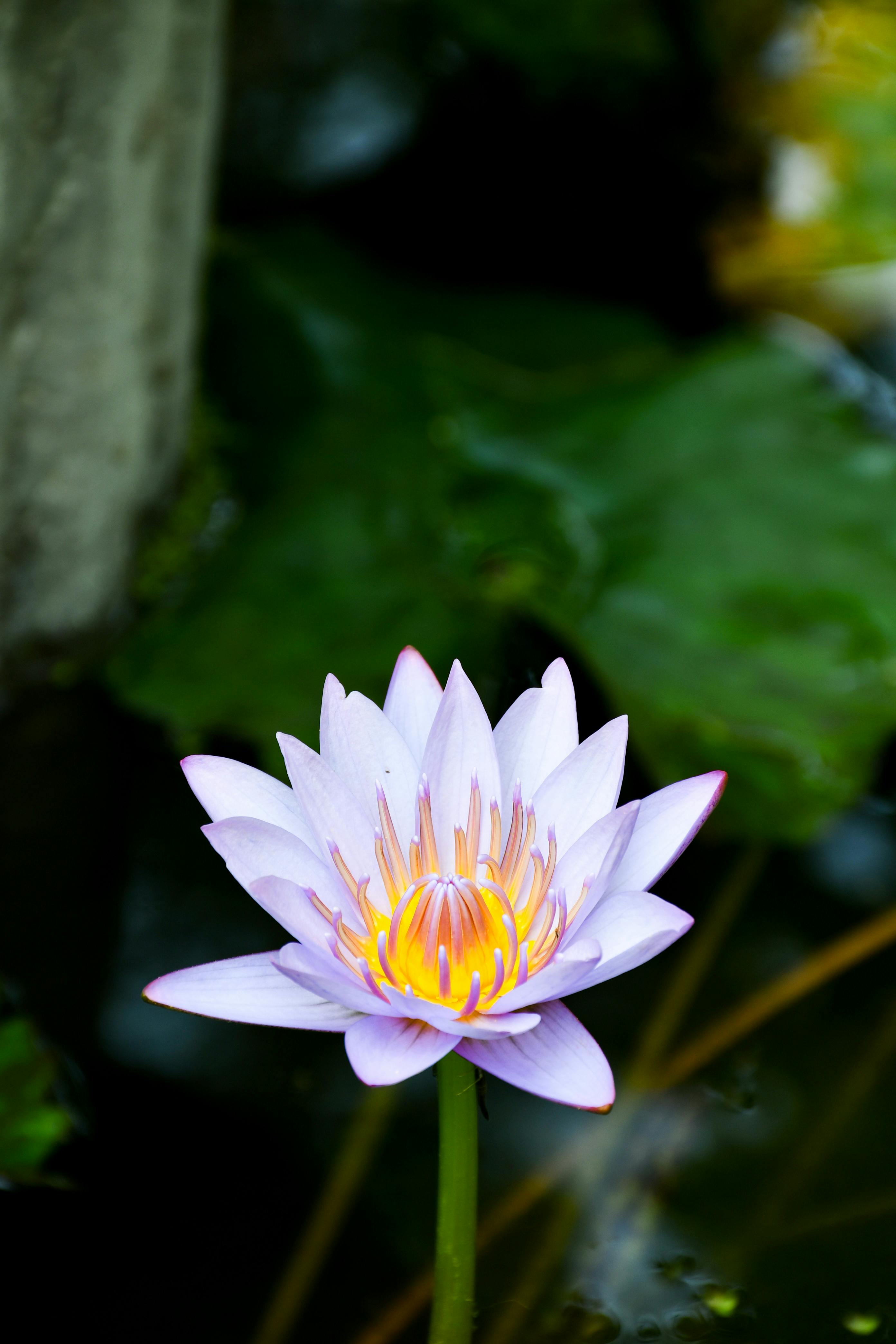 Close up of Flowers · Free Stock Photo