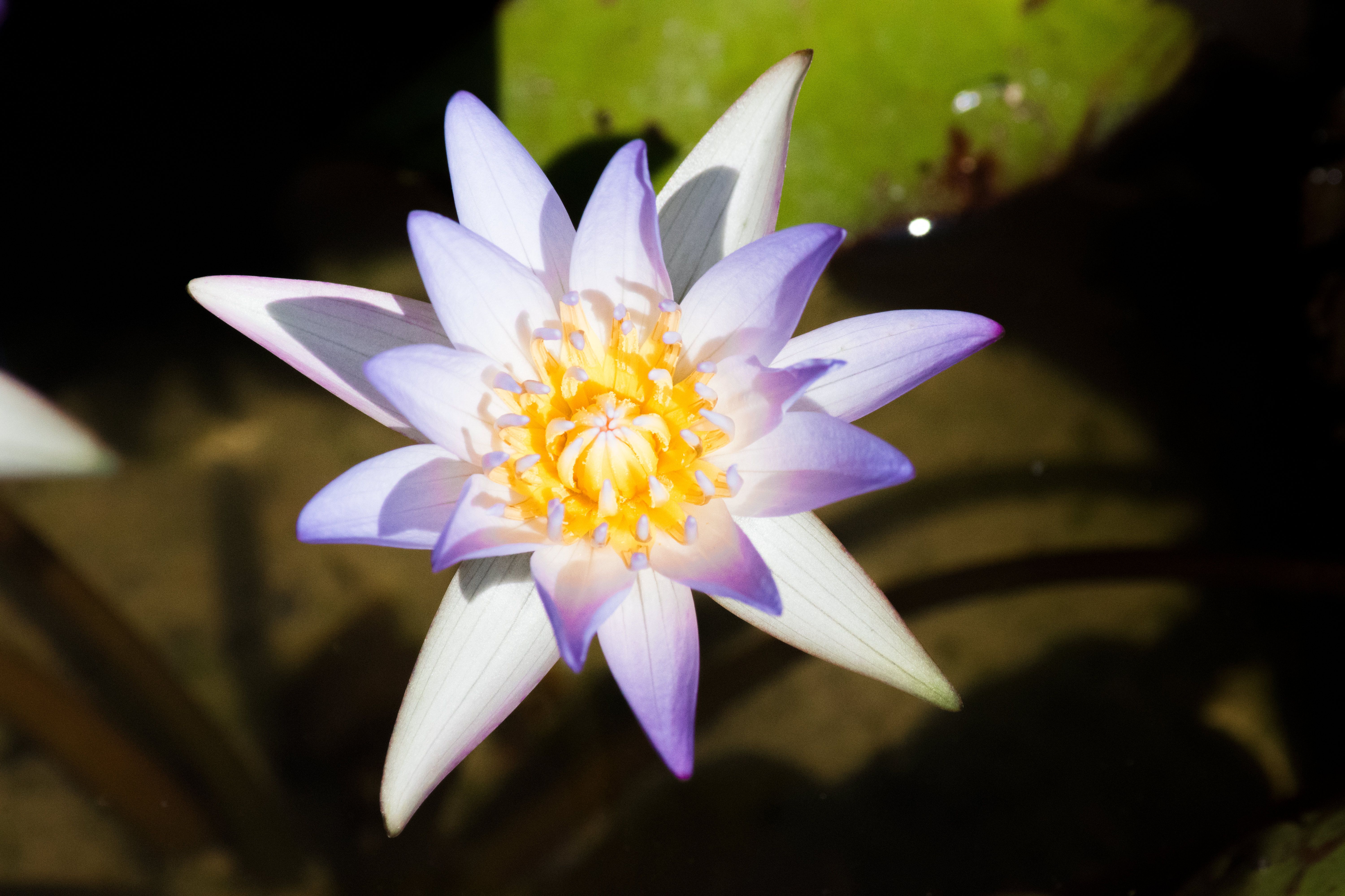 Blooming Lotus Flower · Free Stock Photo
