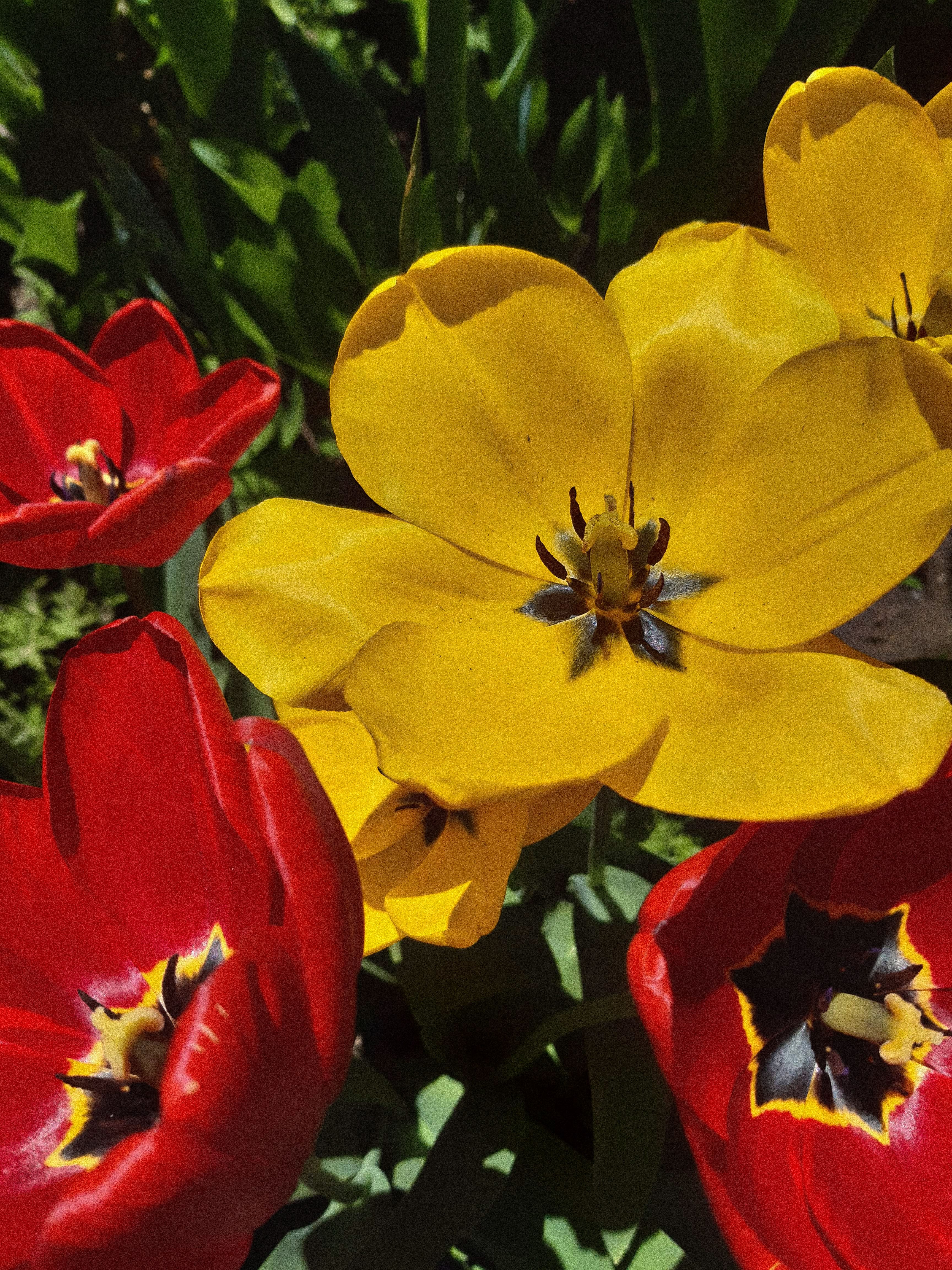 Bright Red and Yellow Flowers in Close-up Photography · Free Stock Photo