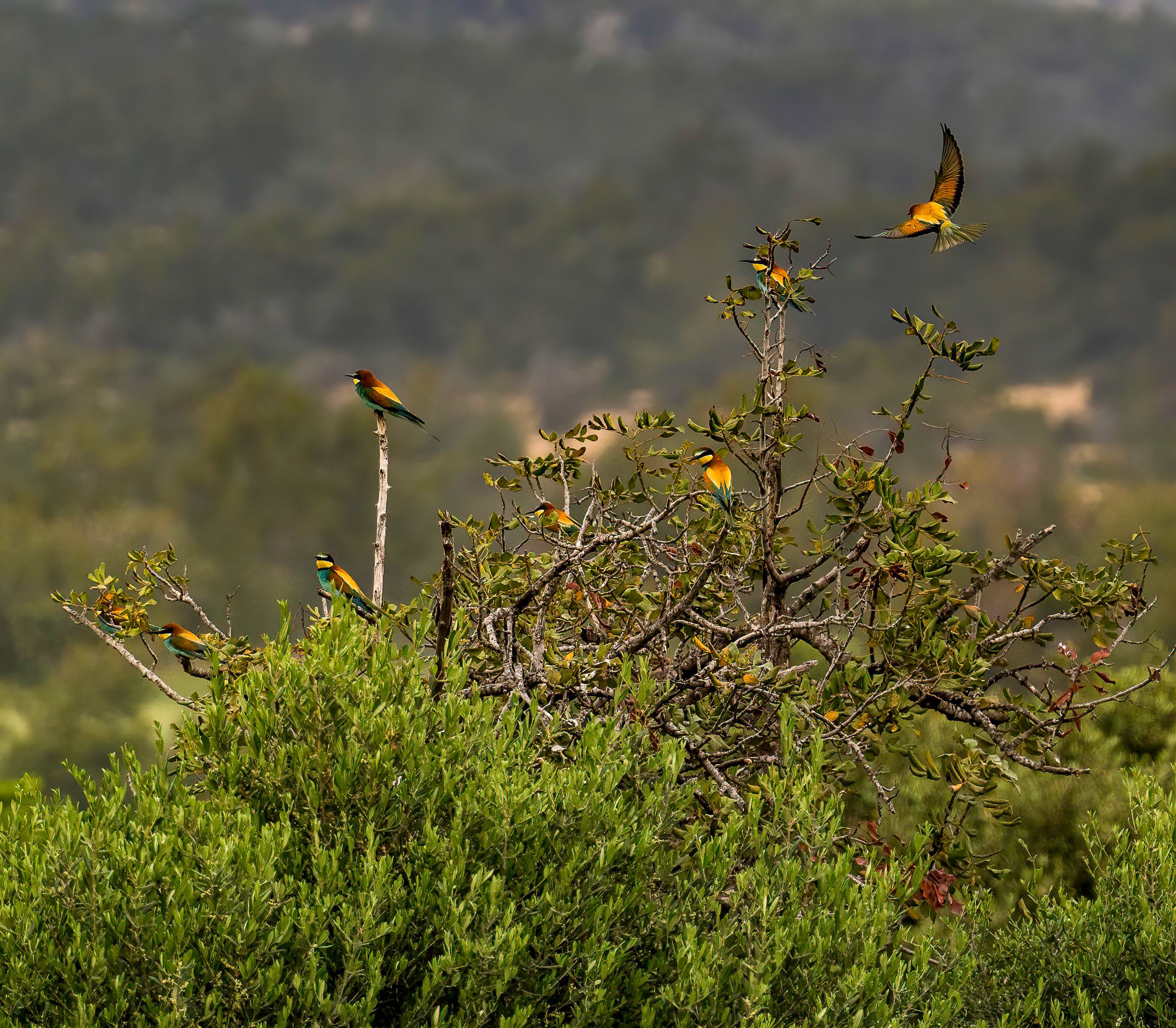 Birds over Bush · Free Stock Photo