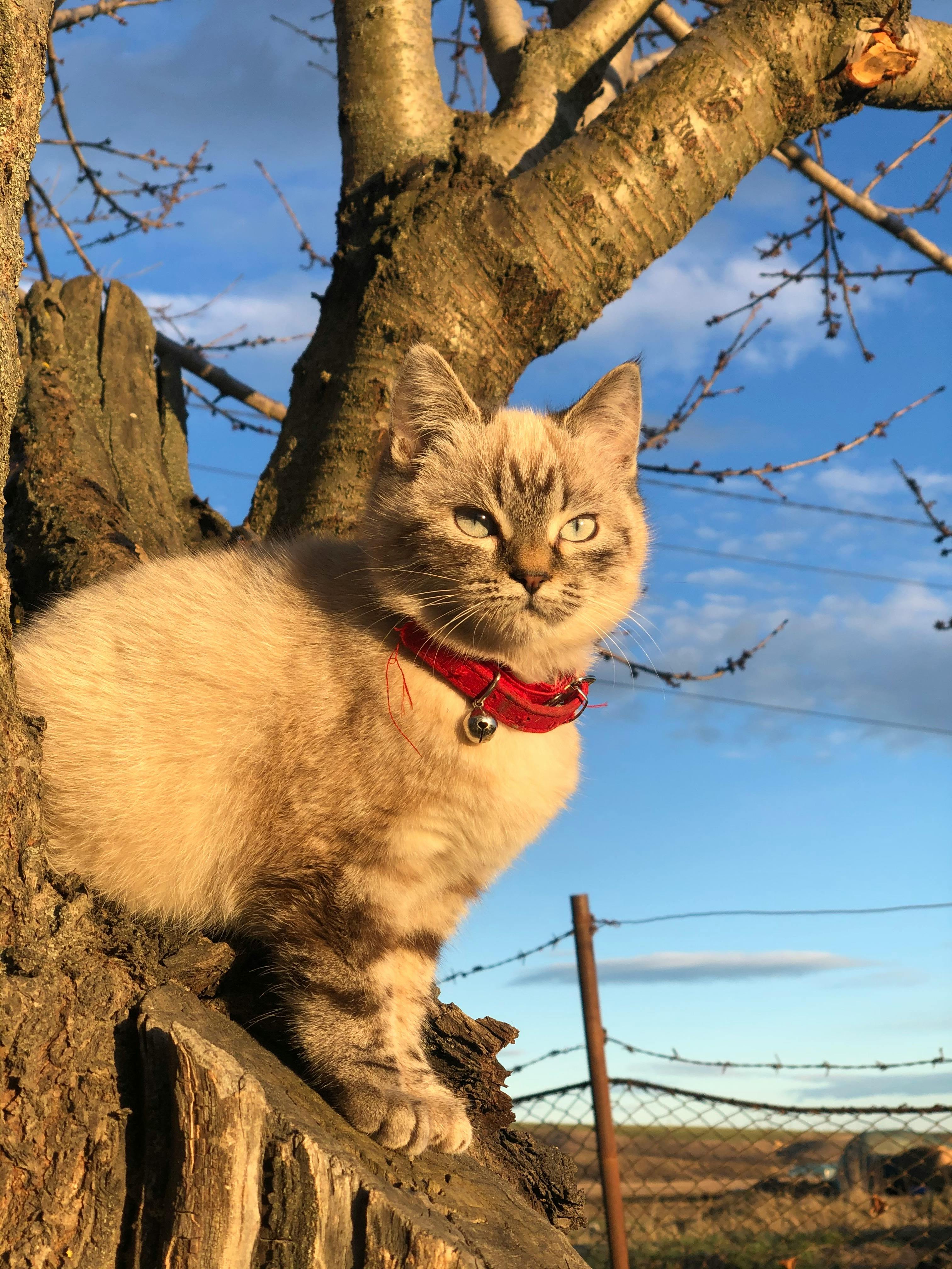 Golden Retriever And Siamese Cats Photos, Download The BEST Free Golden ...