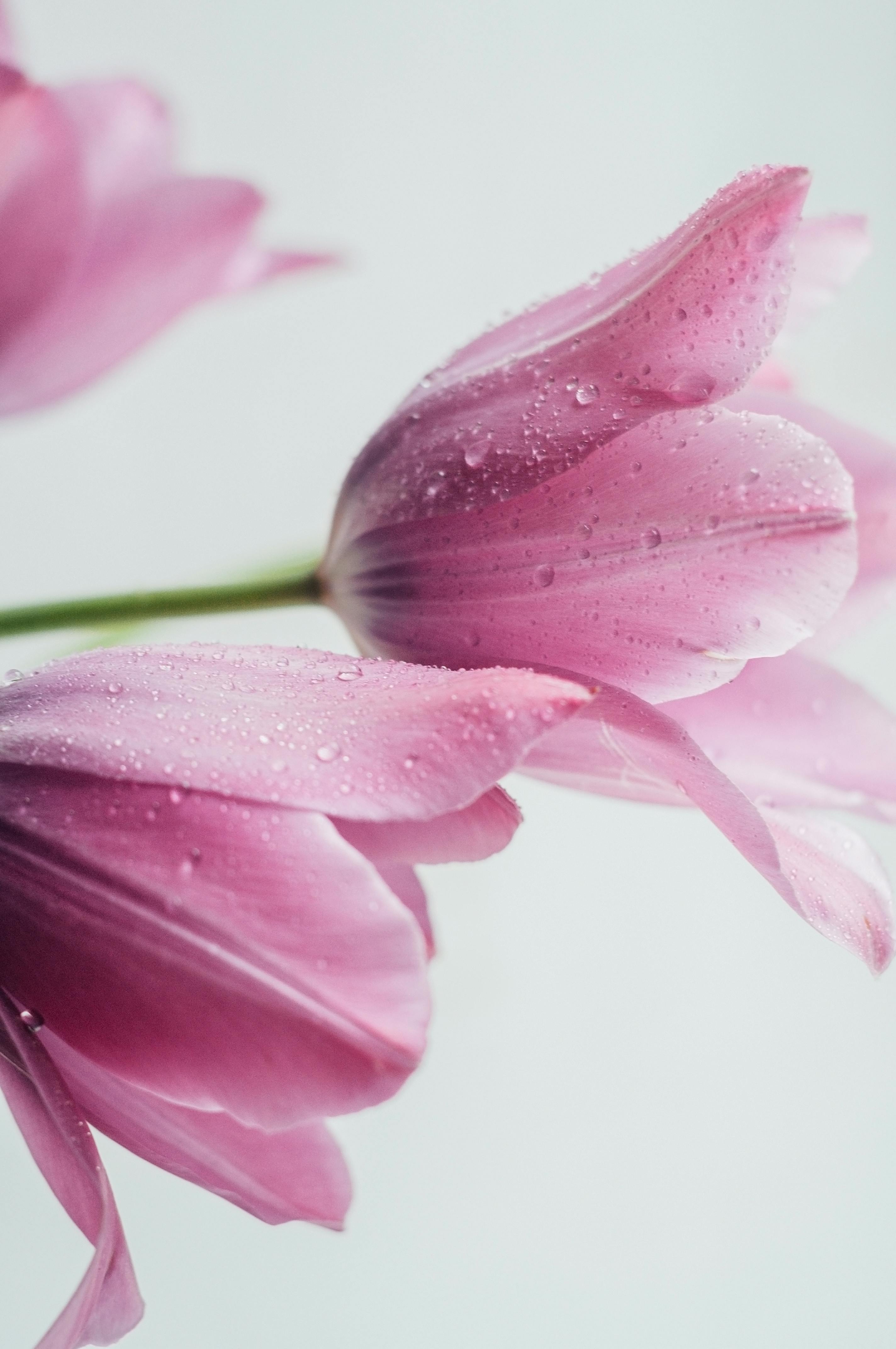 Pink Tulip Flowers For A Login Page Background Photos, Download The ...