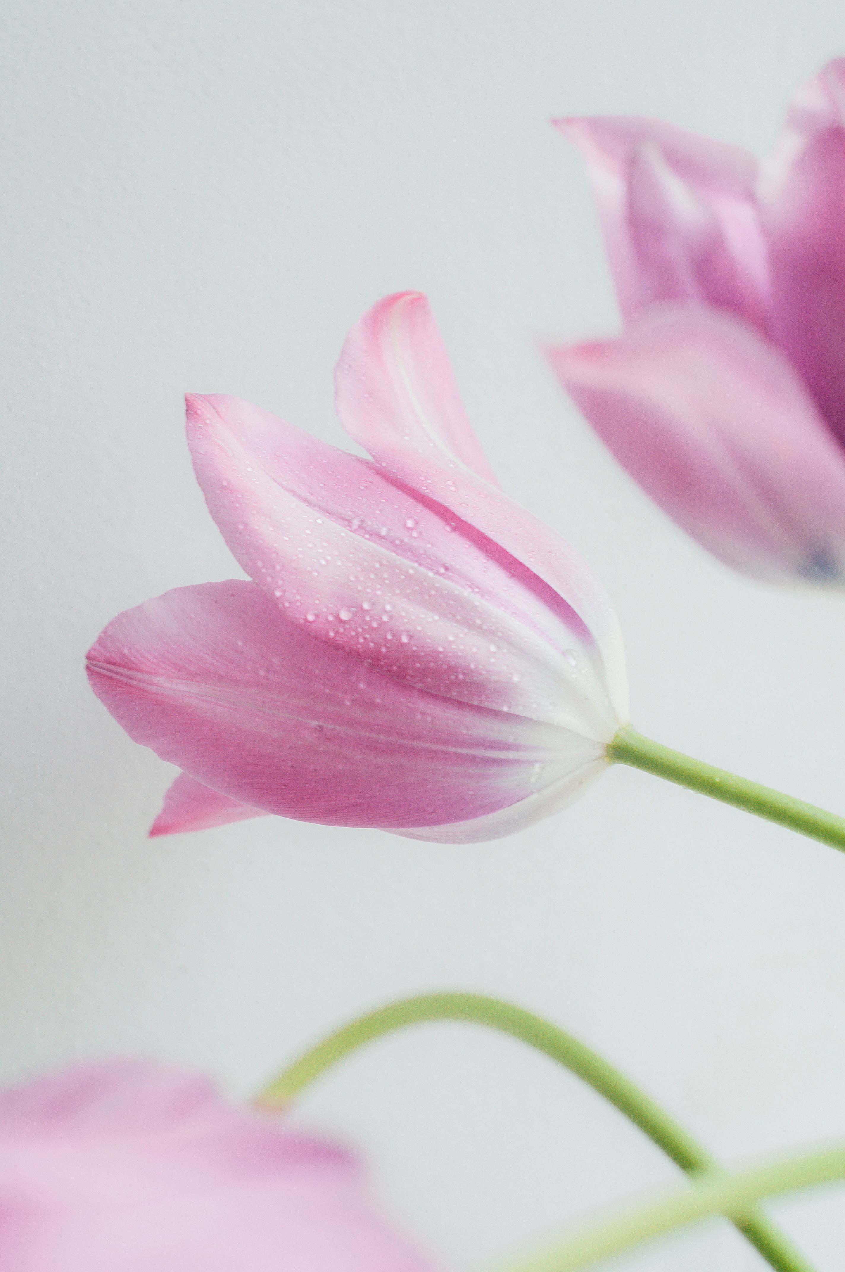 Shadow of a Flower on a White Wall · Free Stock Photo