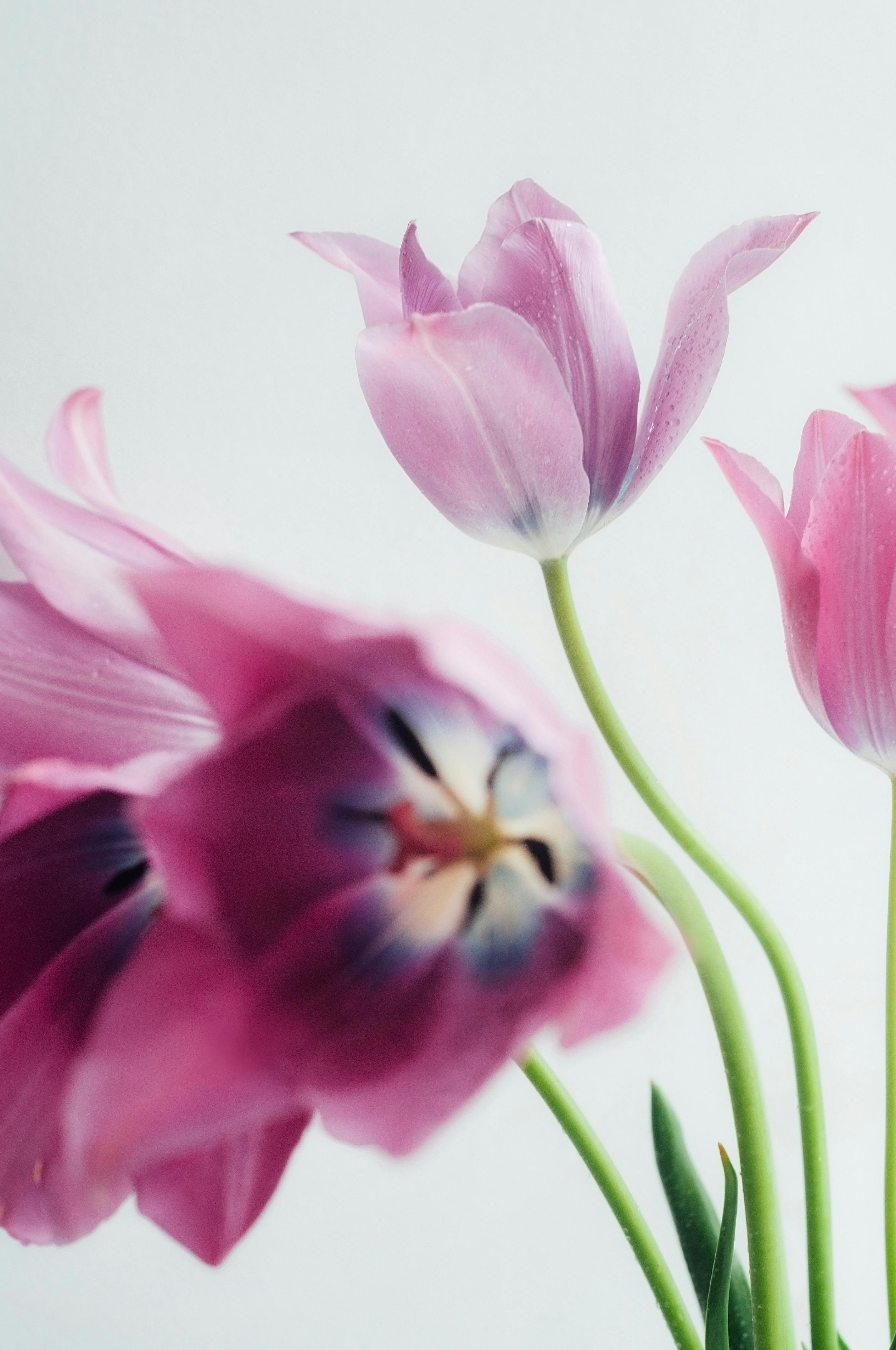 Close-Up Shot of Tulips in Bloom · Free Stock Photo