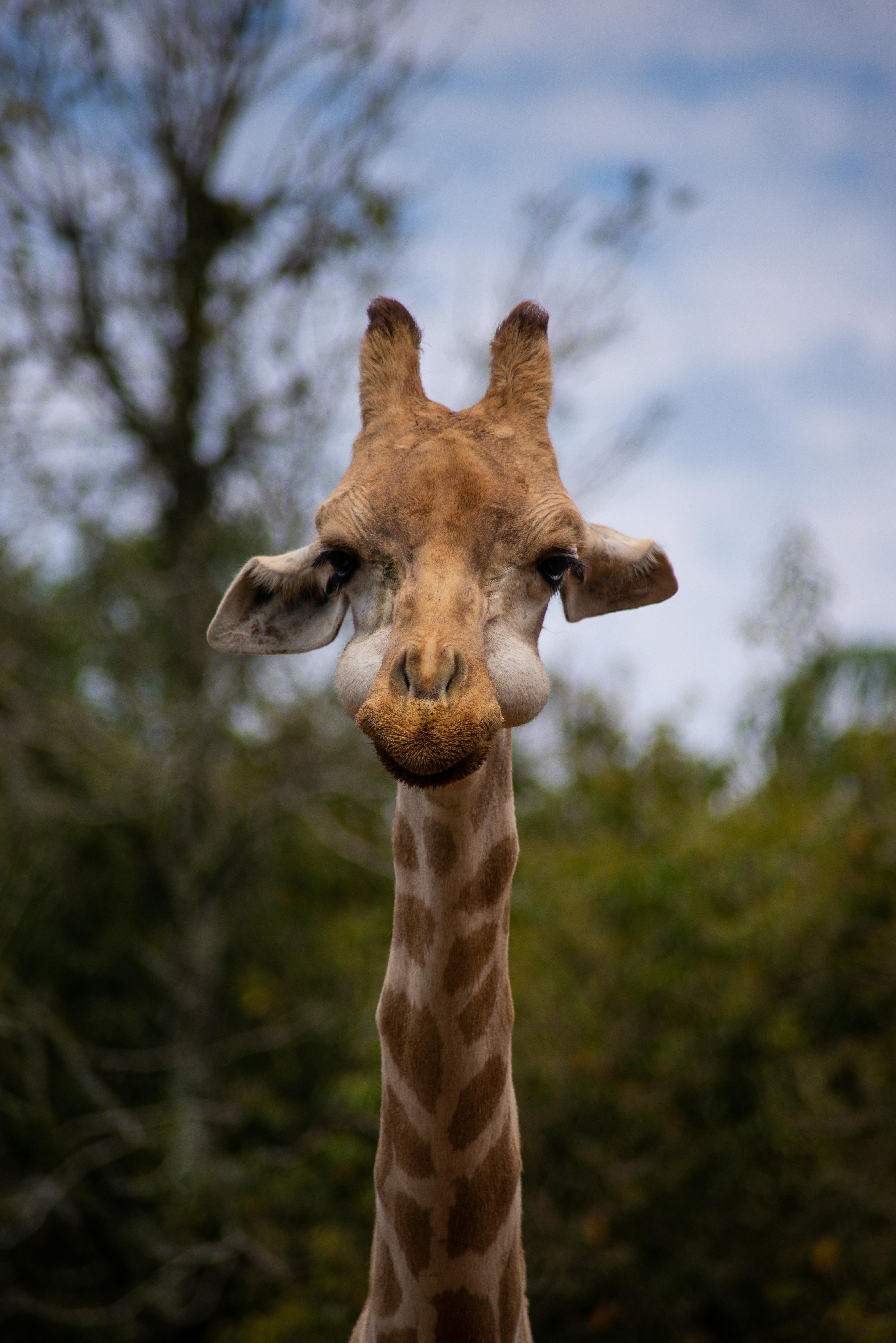 Photograph of a Brown Giraffe with Spots · Free Stock Photo