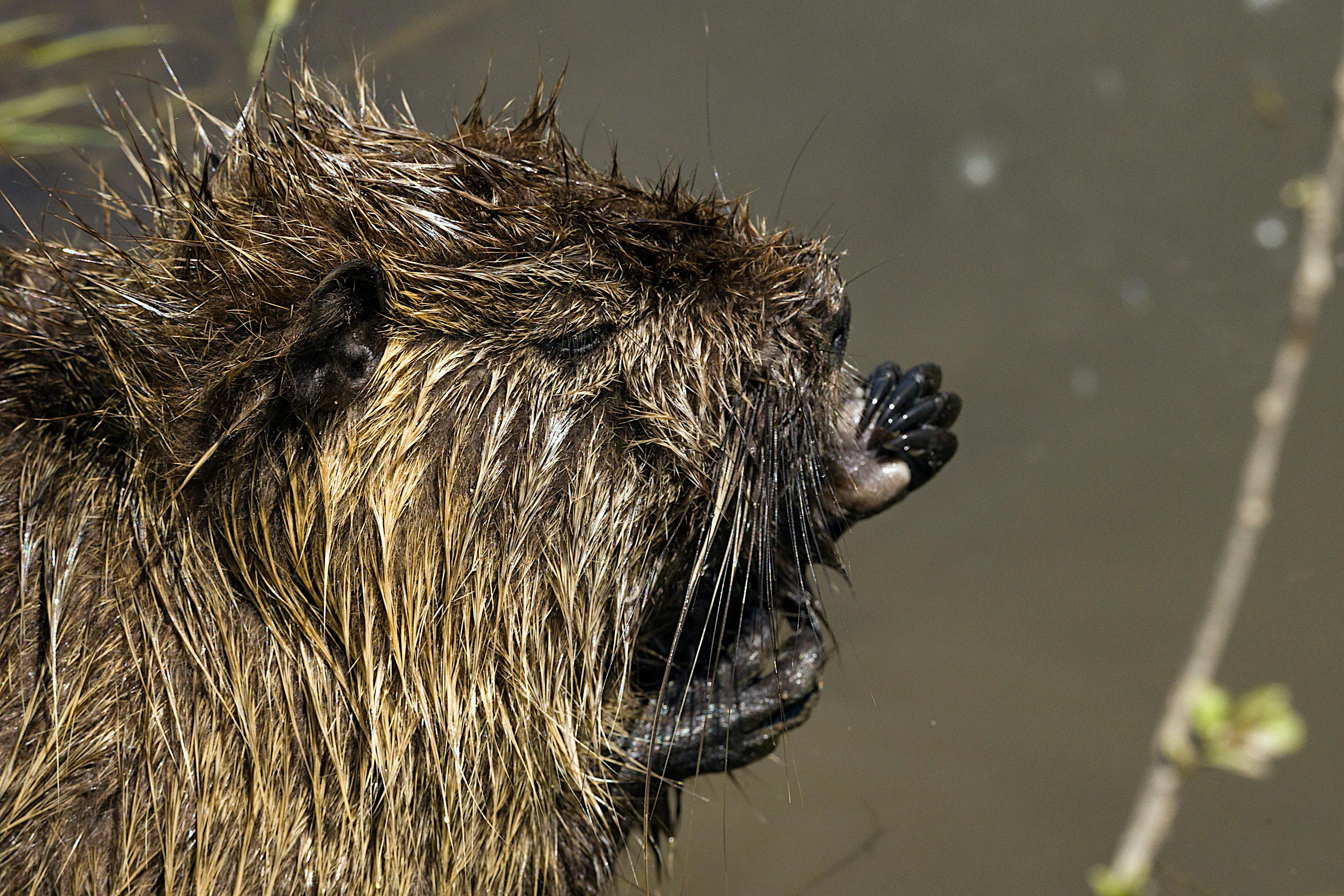 Beaver in Close Up · Free Stock Photo