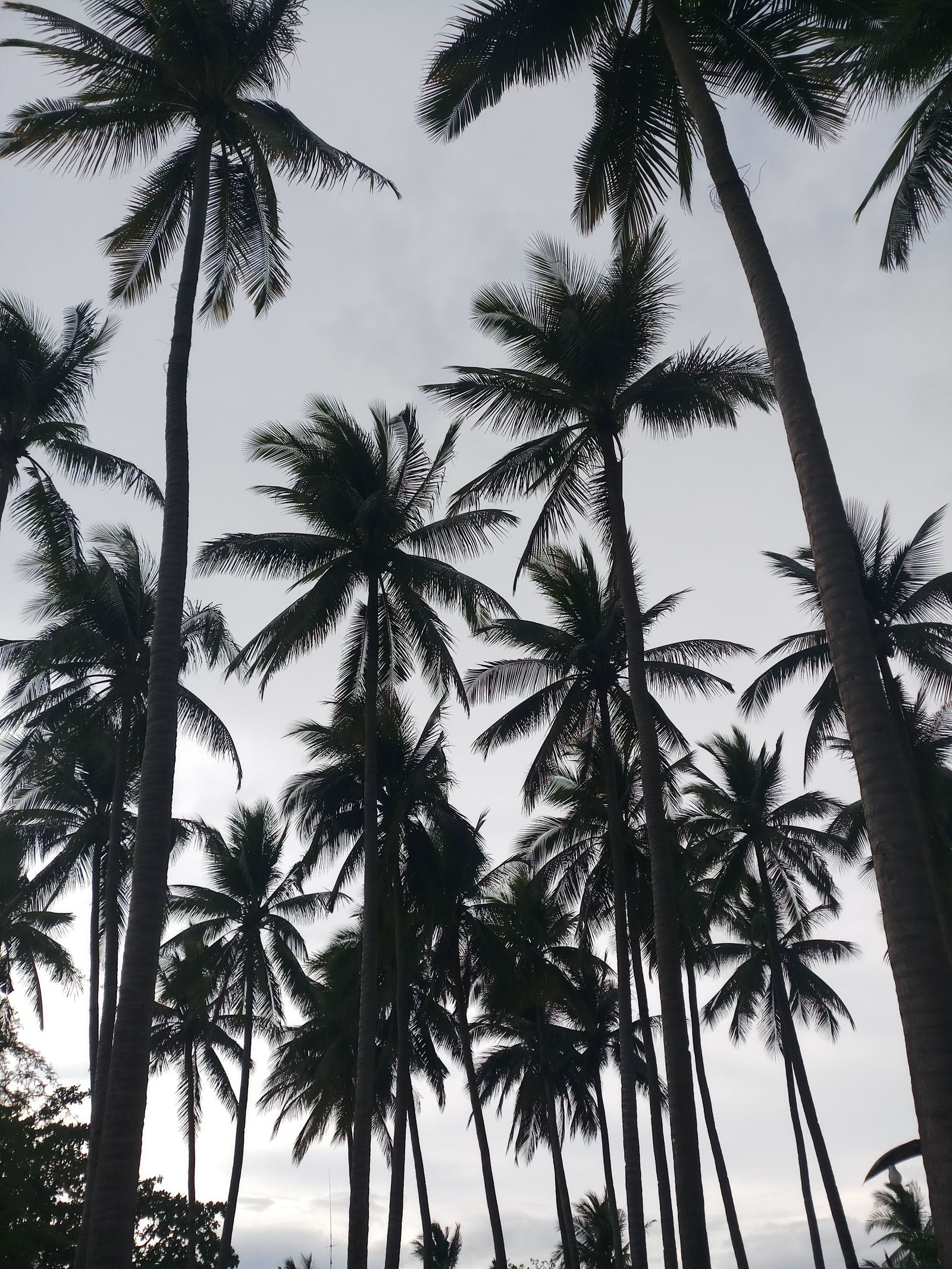 Palm Tree Photos, Download The BEST Free Palm Tree Stock Photos & HD Images