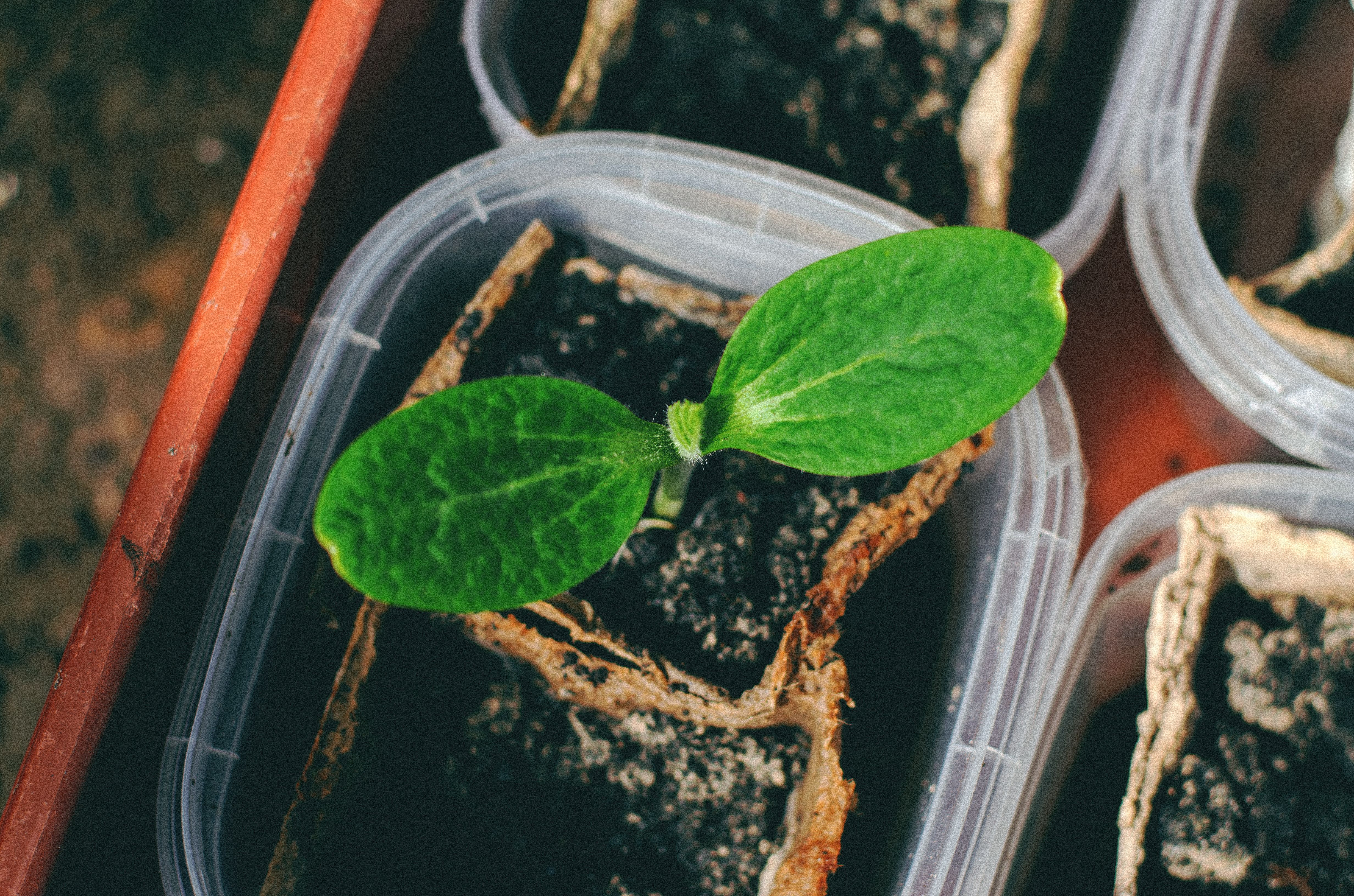 Close Up of Sprout · Free Stock Photo