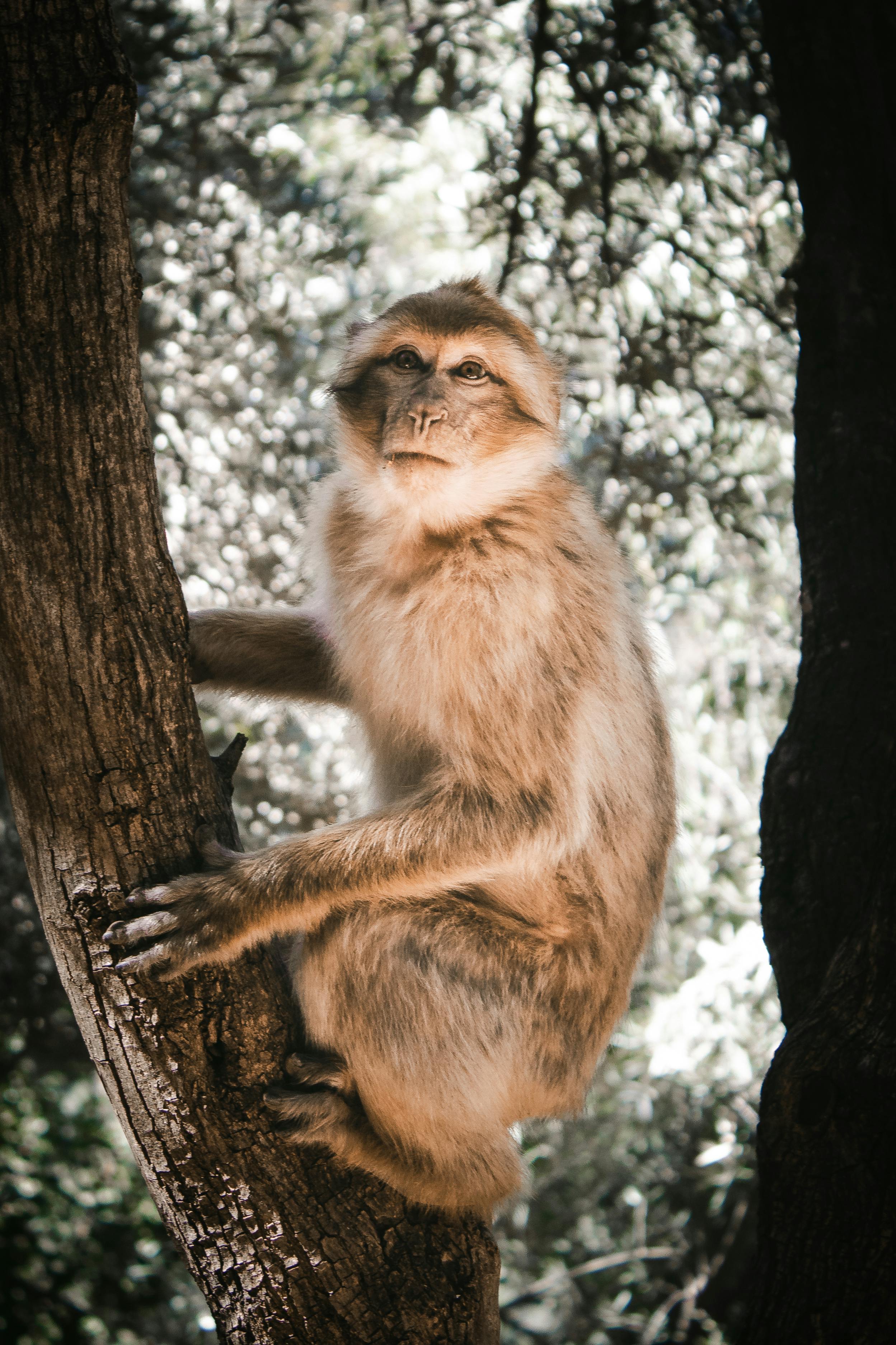 Macaque Mother Feeding her Child · Free Stock Photo