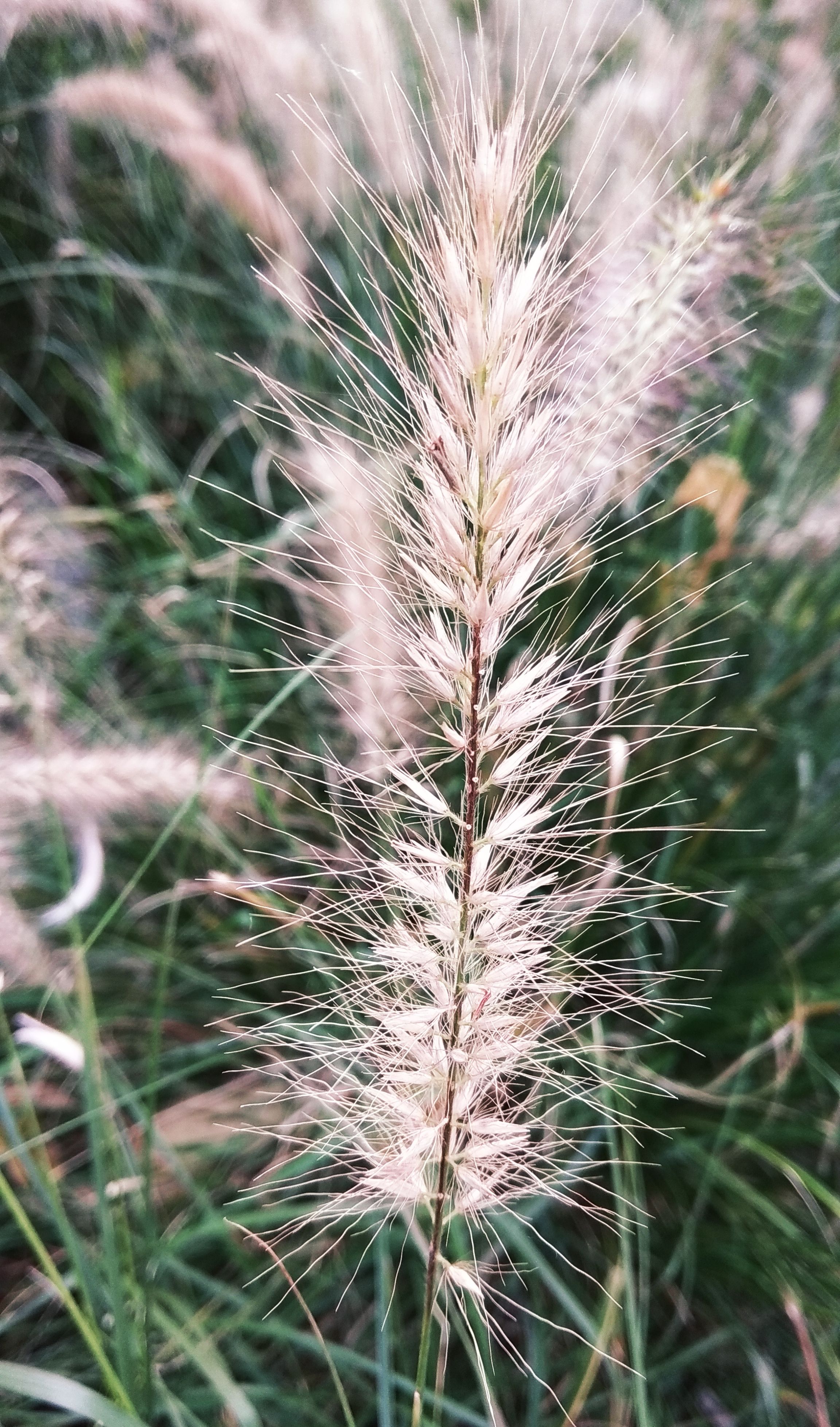 Grass Flowers on Field · Free Stock Photo