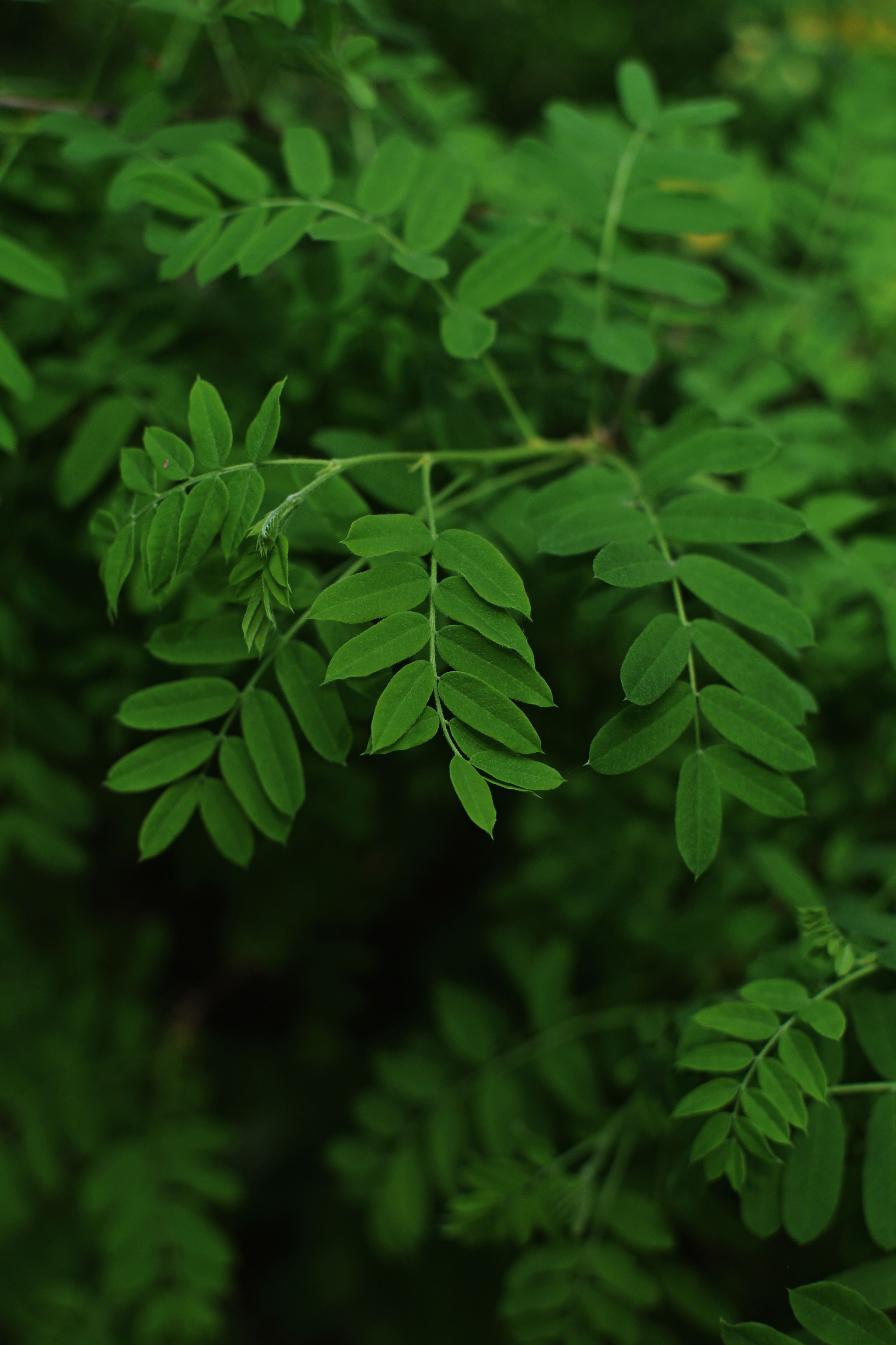 Árbol De Hoja Verde · Foto de stock gratuita