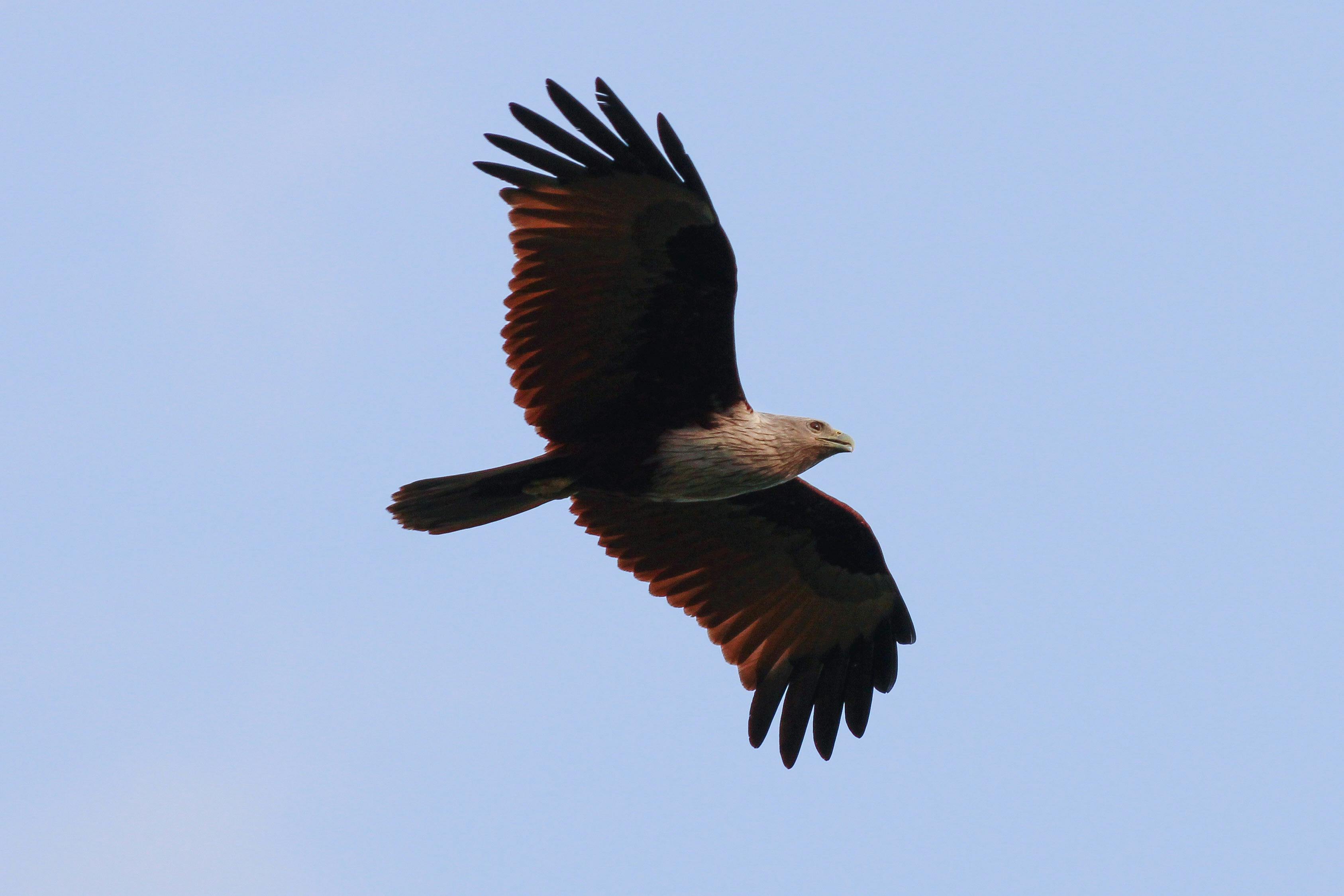 Low Angle View of a Flying Eagle · Free Stock Photo