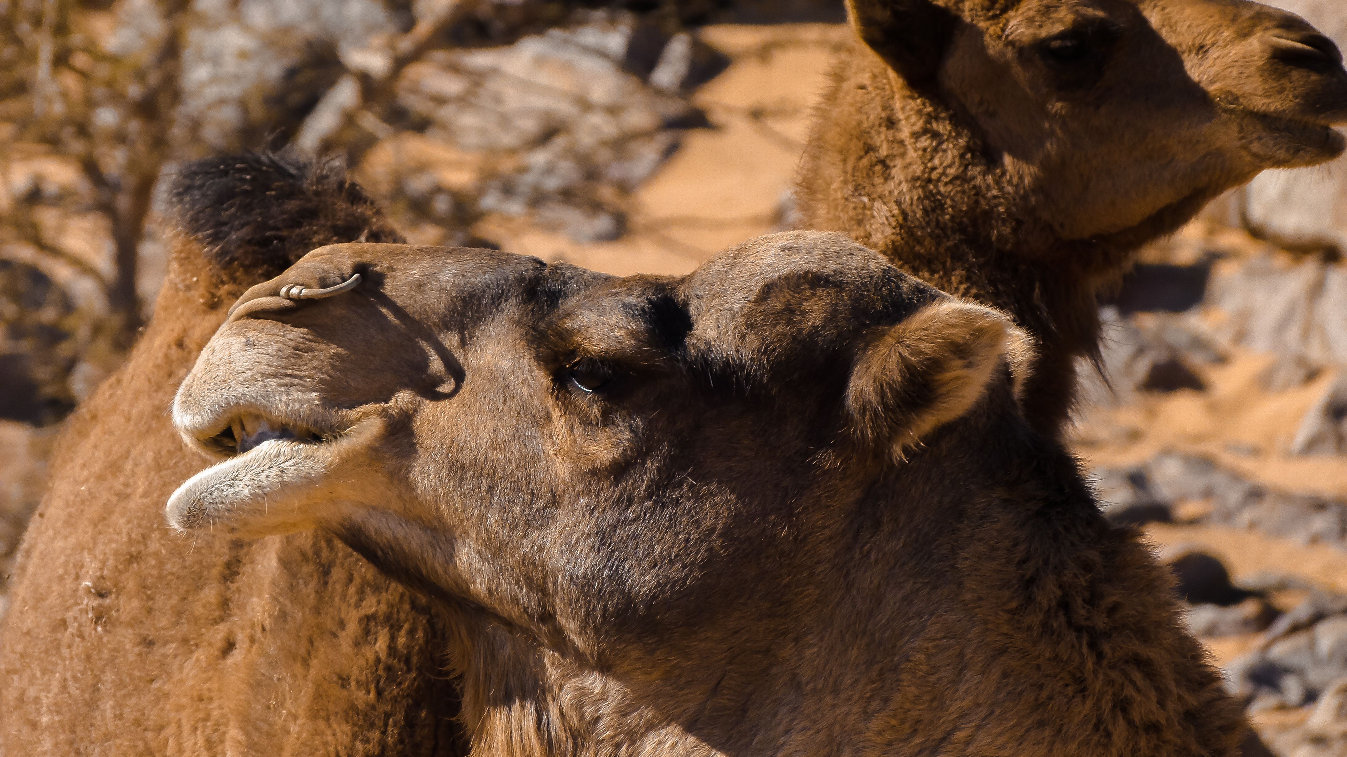 Close Up Photo of Camel · Free Stock Photo