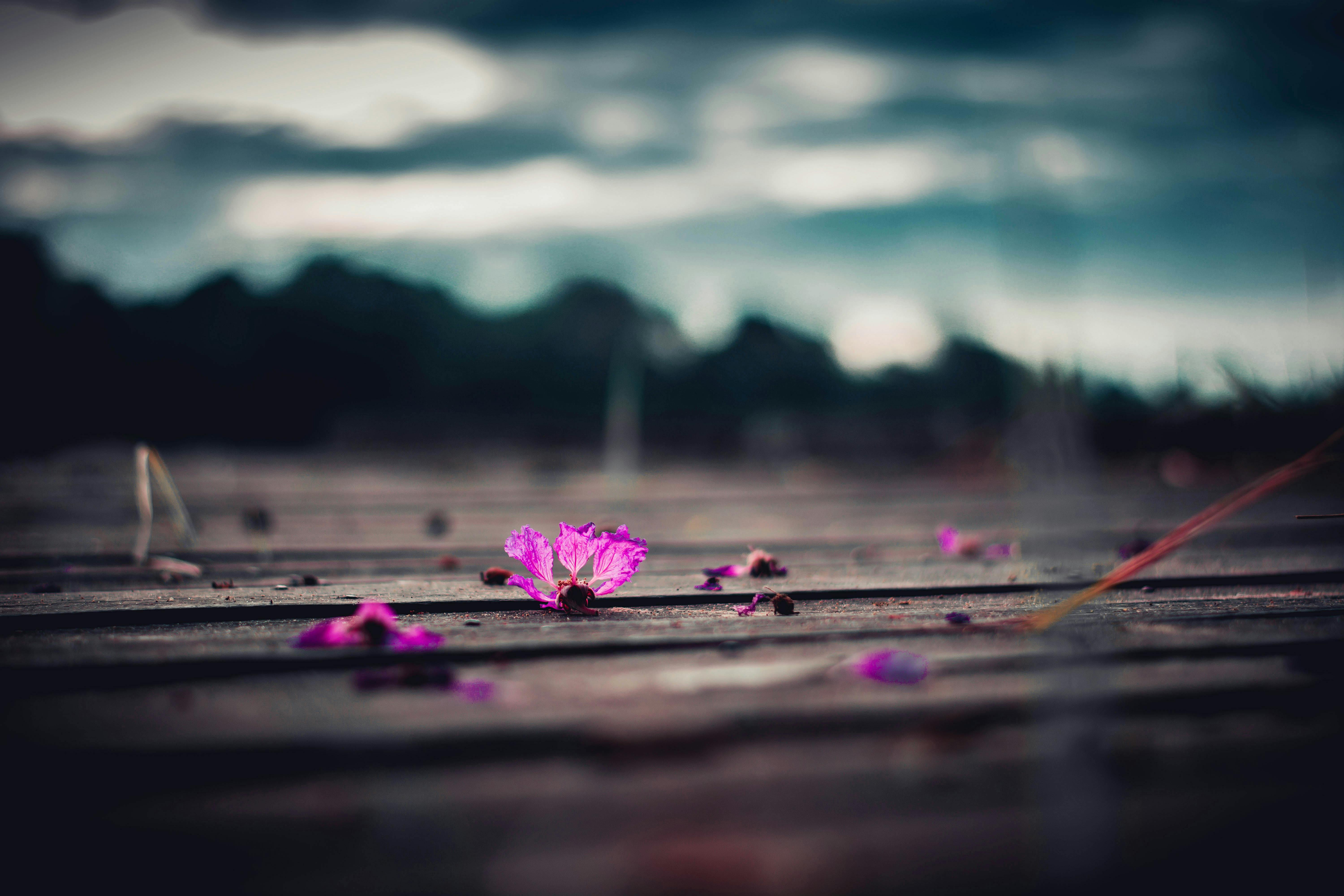 Purple Petaled Flowers On Brown Wooden Surface · Free Stock Photo