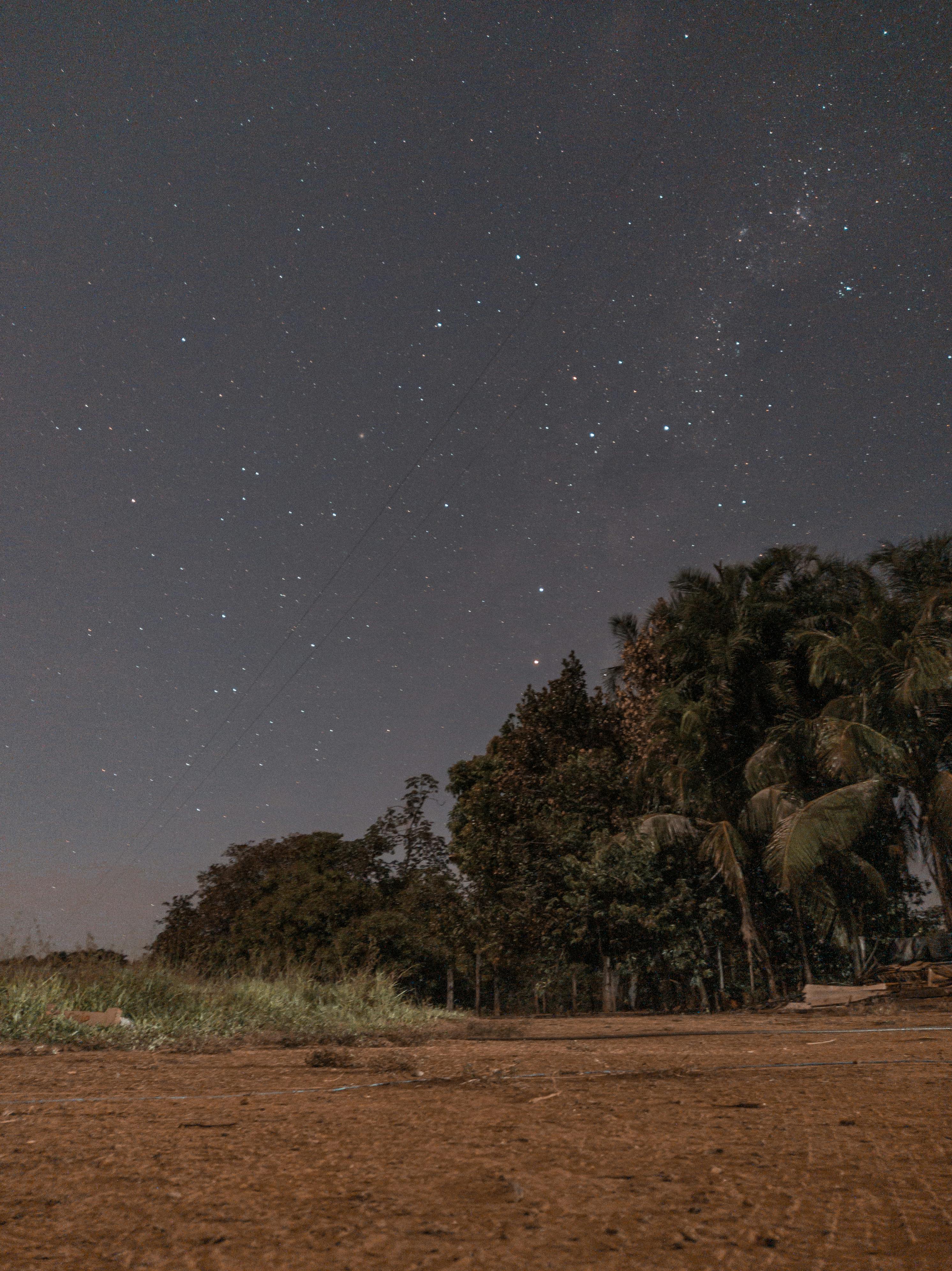 Starry Night Sky Over Trees and Field · Free Stock Photo