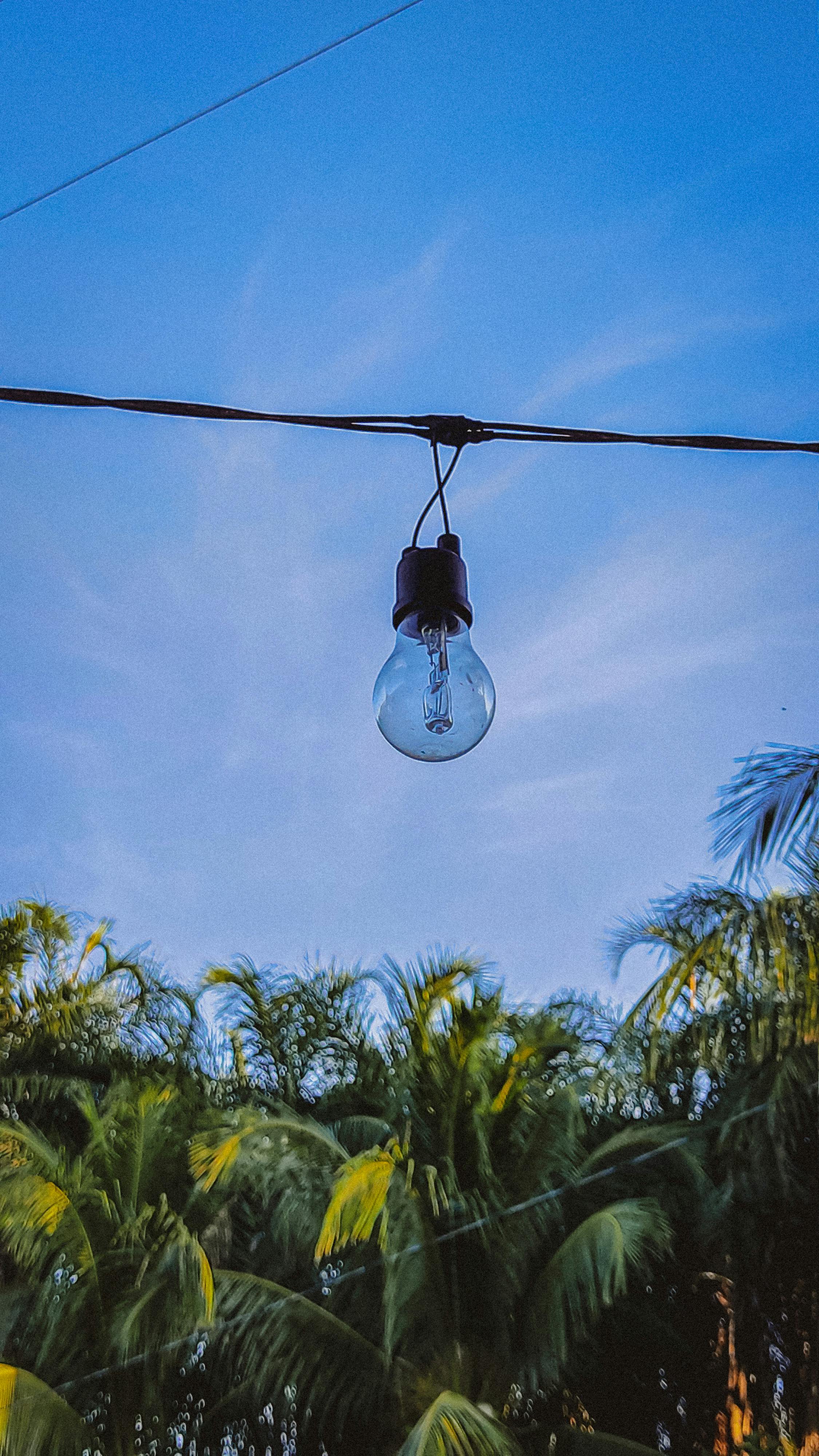 Light Bulb over Palm Trees · Free Stock Photo