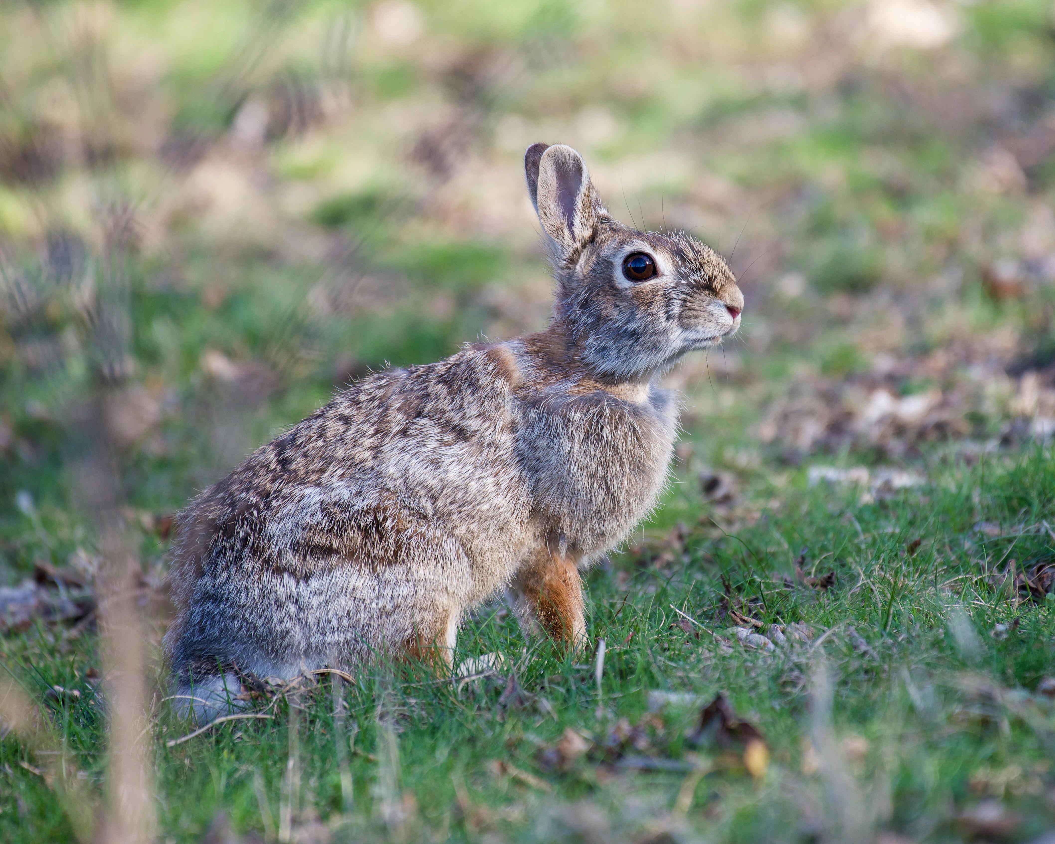 White Black and Brown Rabbit Near Brown Wooden Fence · Free Stock Photo
