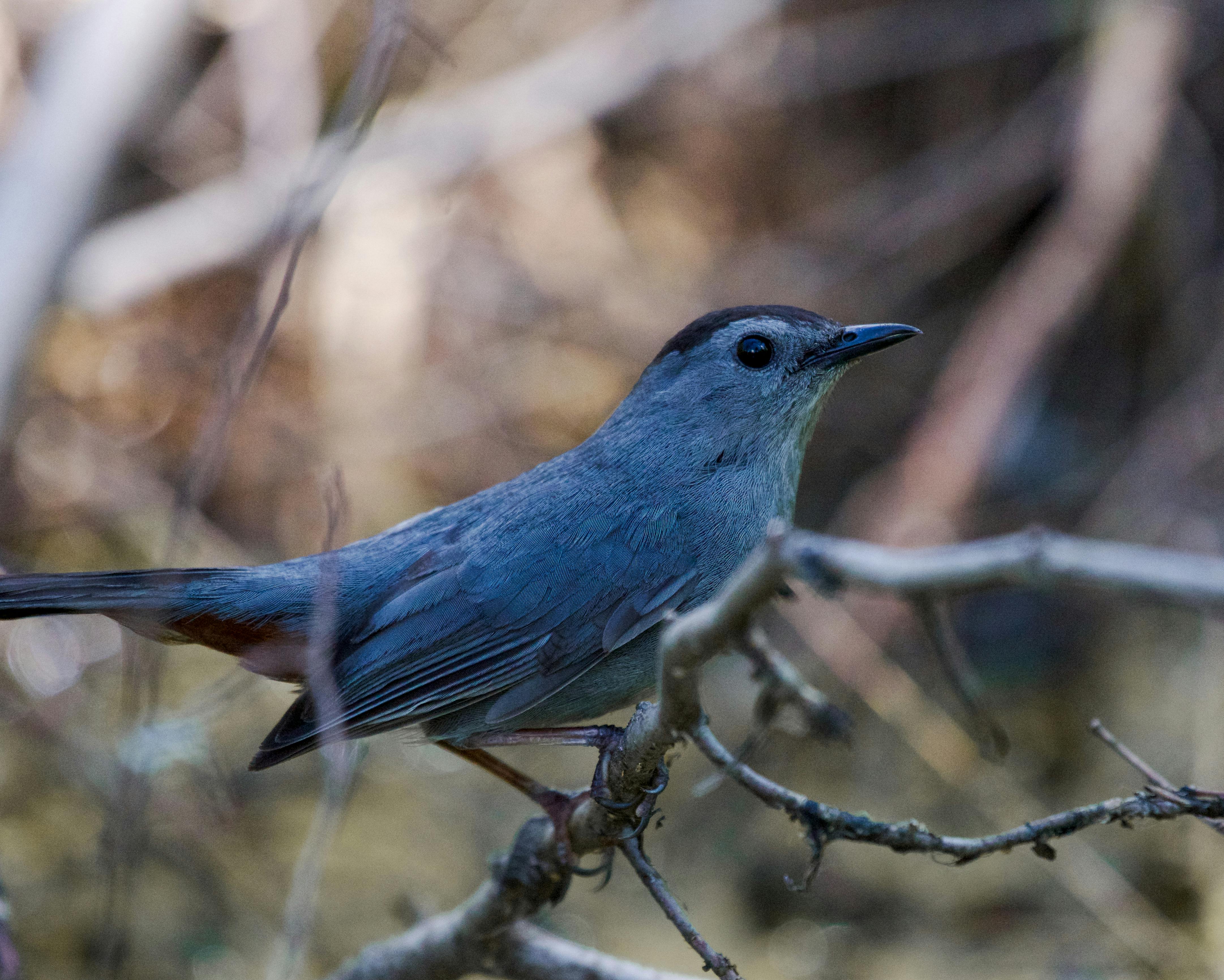 Close-Up Photo of a Blue-Gray Tanager Bird · Free Stock Photo