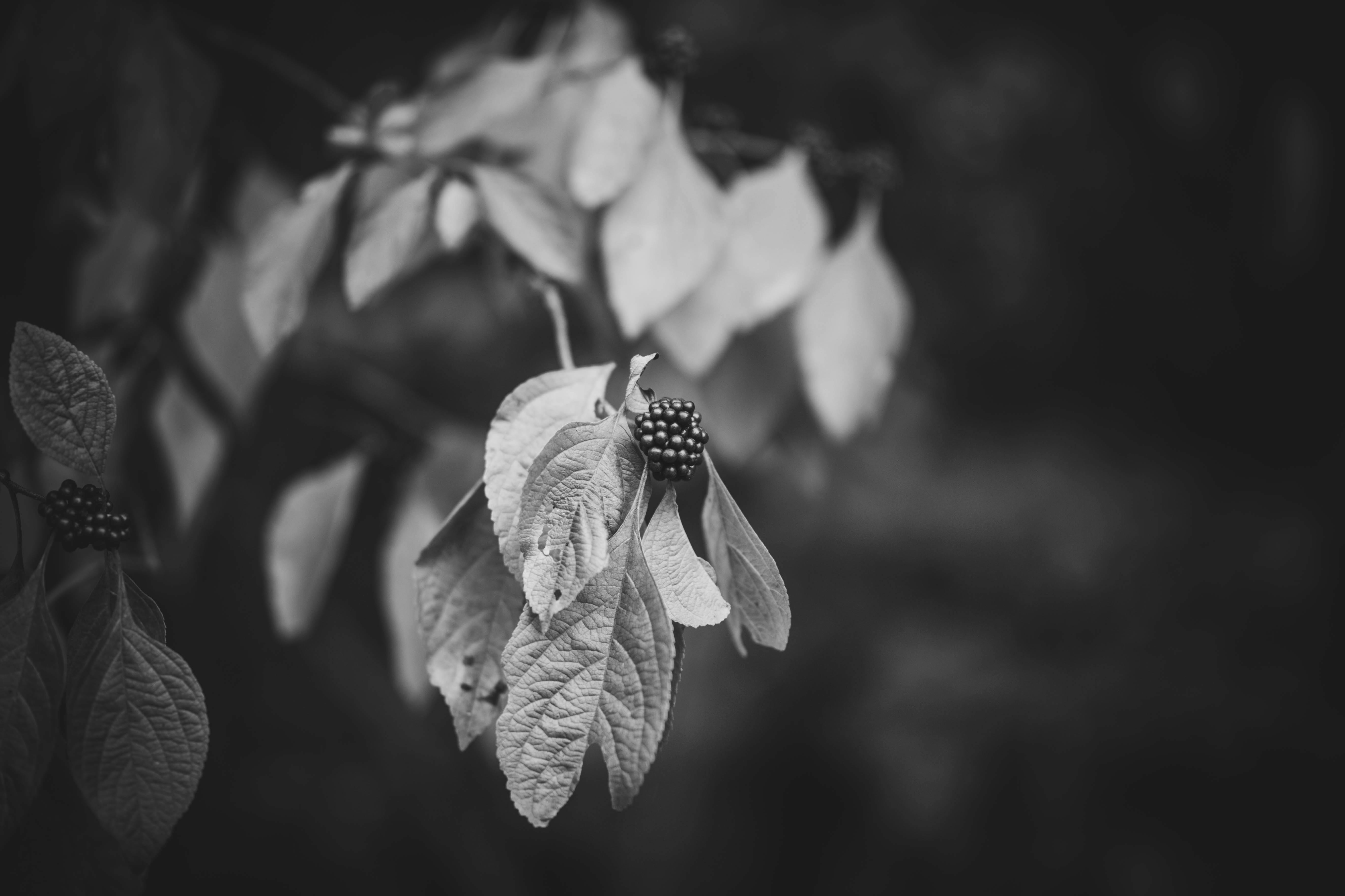 Pictorial Background Photos, Download The BEST Free Pictorial ...