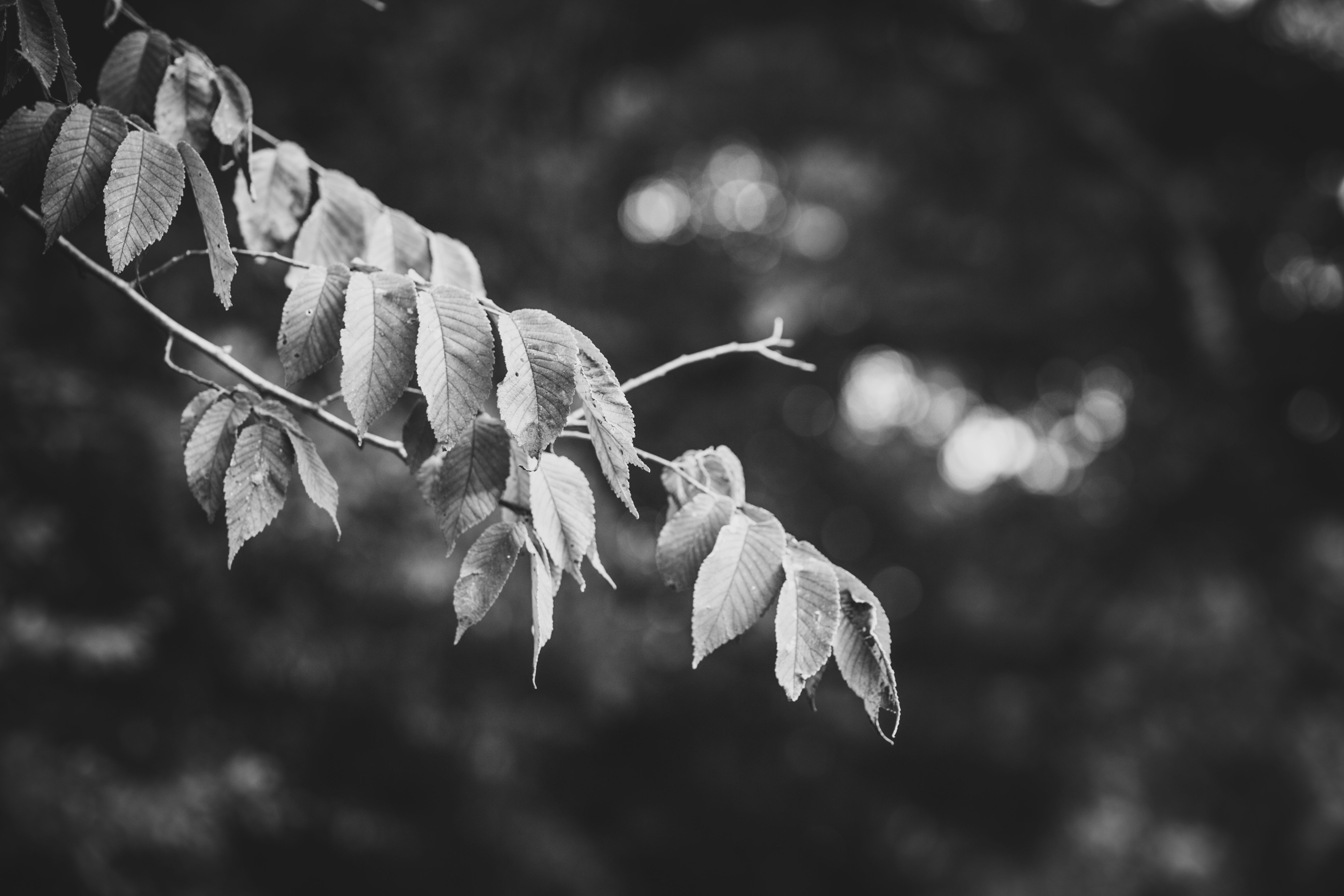Grayscale Photo of Leaves of a Tree · Free Stock Photo