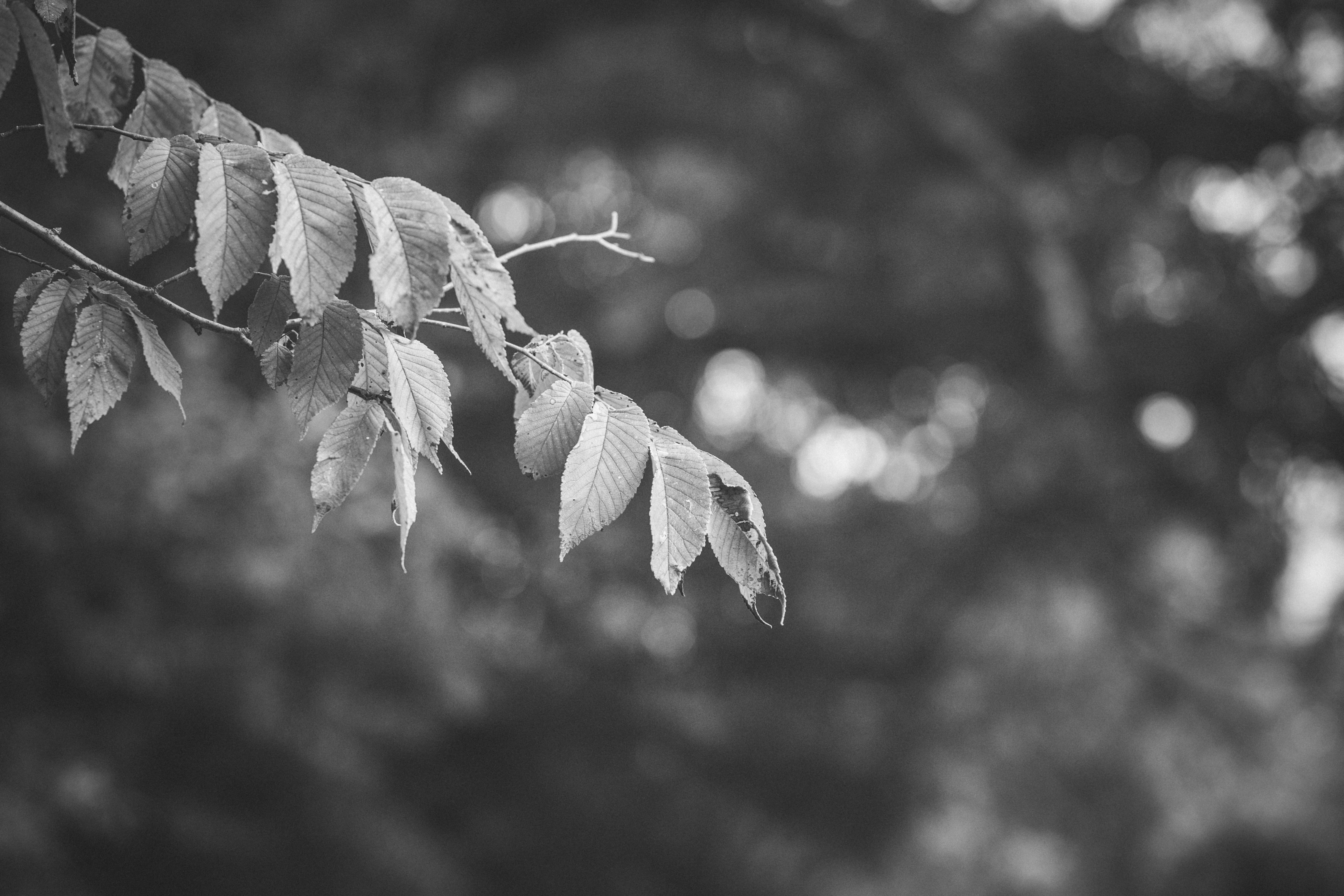 Gray Scale Photography of Trees Surrounded by Body of Water · Free ...