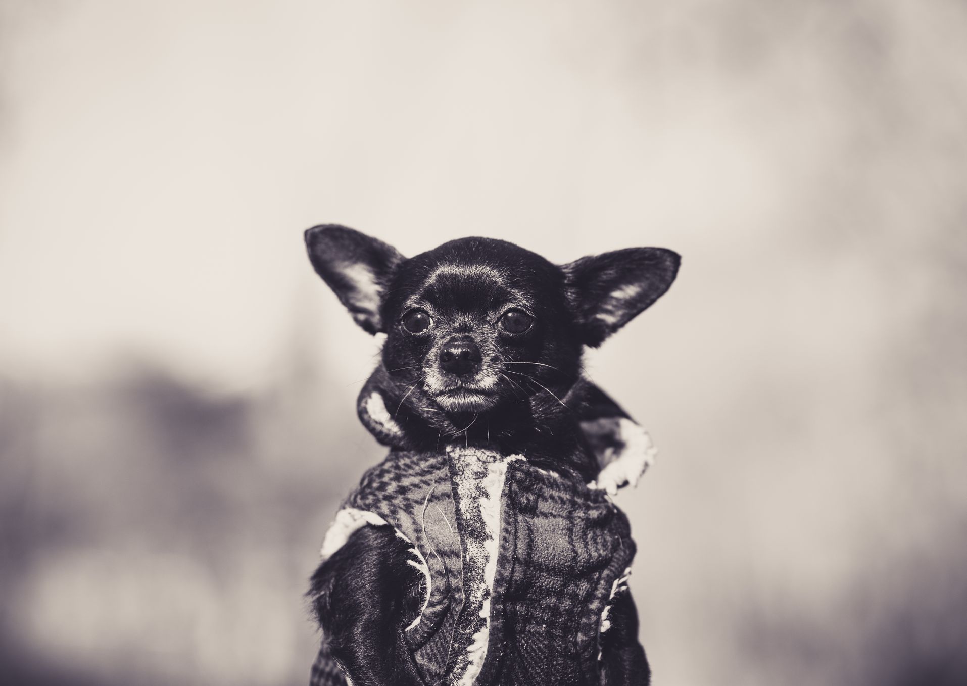 Meet the Ugly Hairless Chihuahua: Rare & Unique Breed Facts