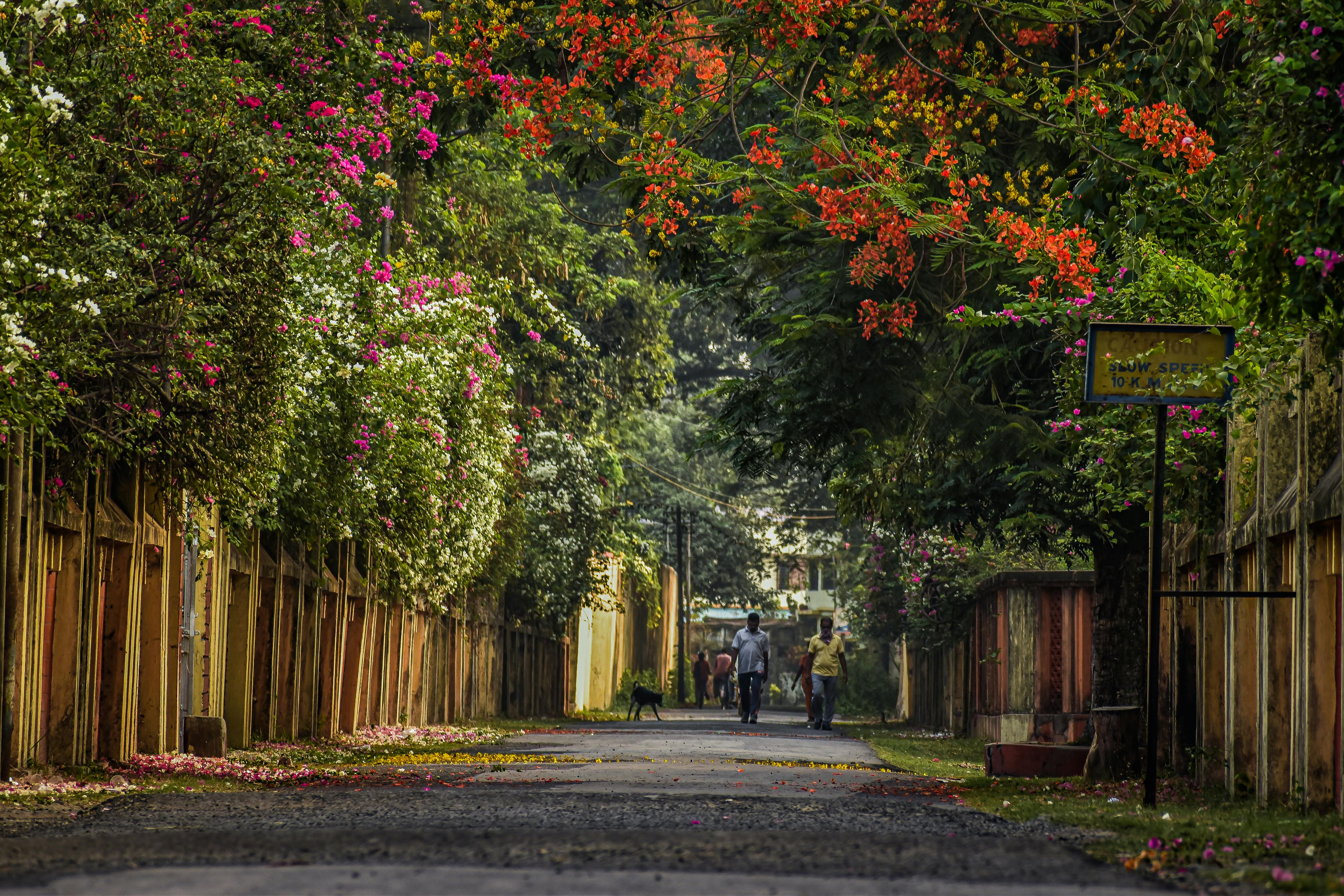 A Street in a Town in Spring · Free Stock Photo