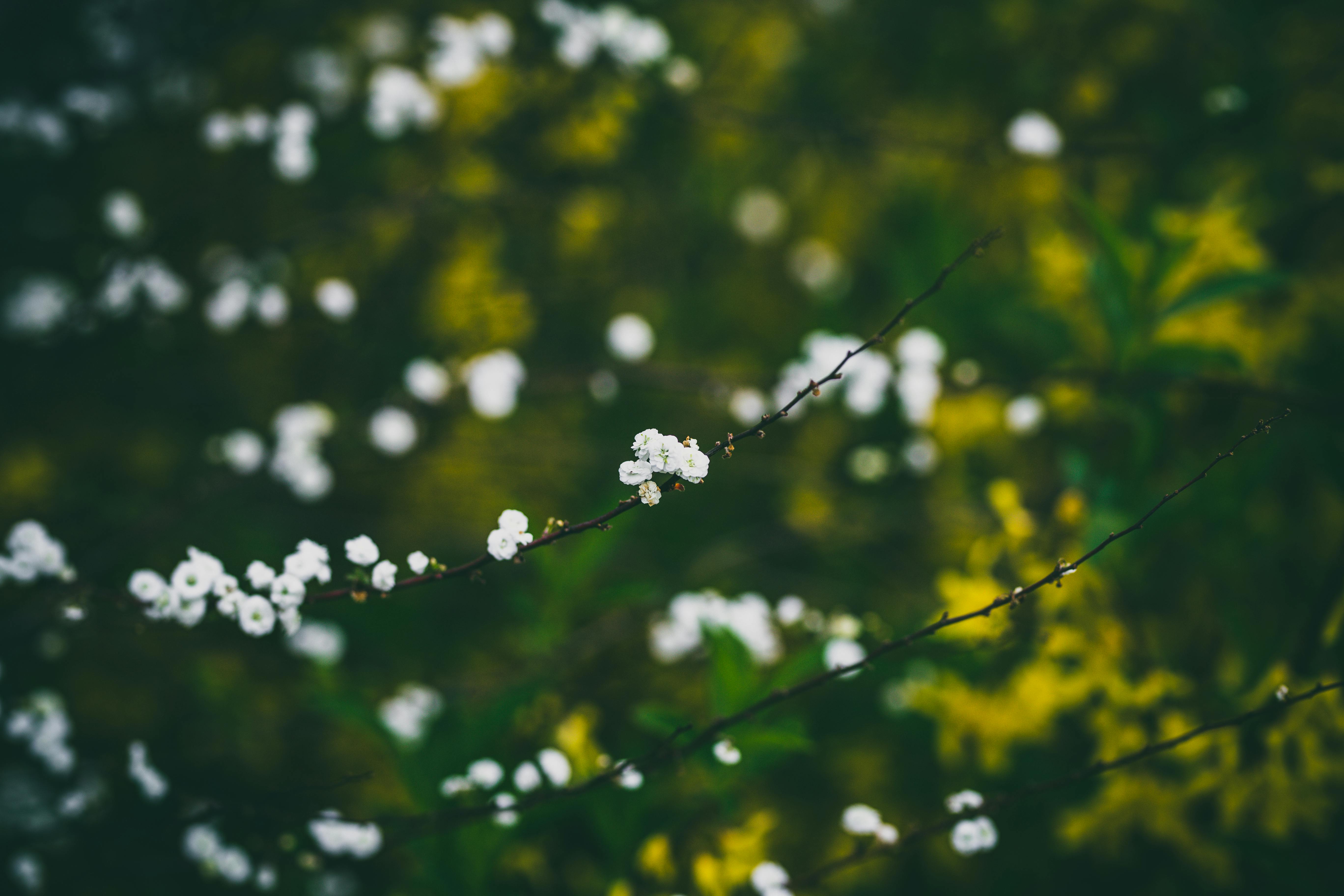 Spring Blossoms on Branches · Free Stock Photo