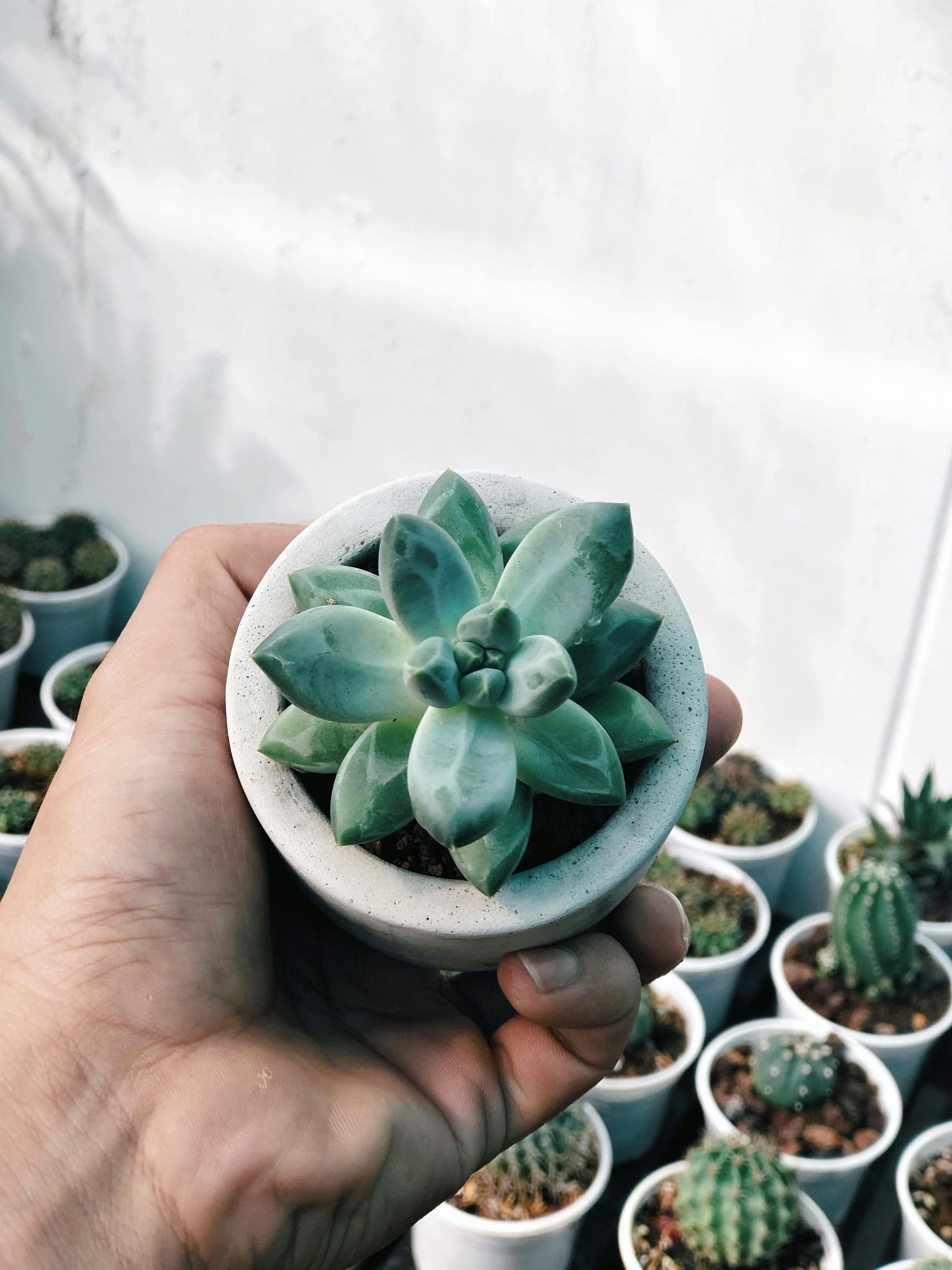 Close-up of People Holding Tiny Succulents in Pots · Free Stock Photo
