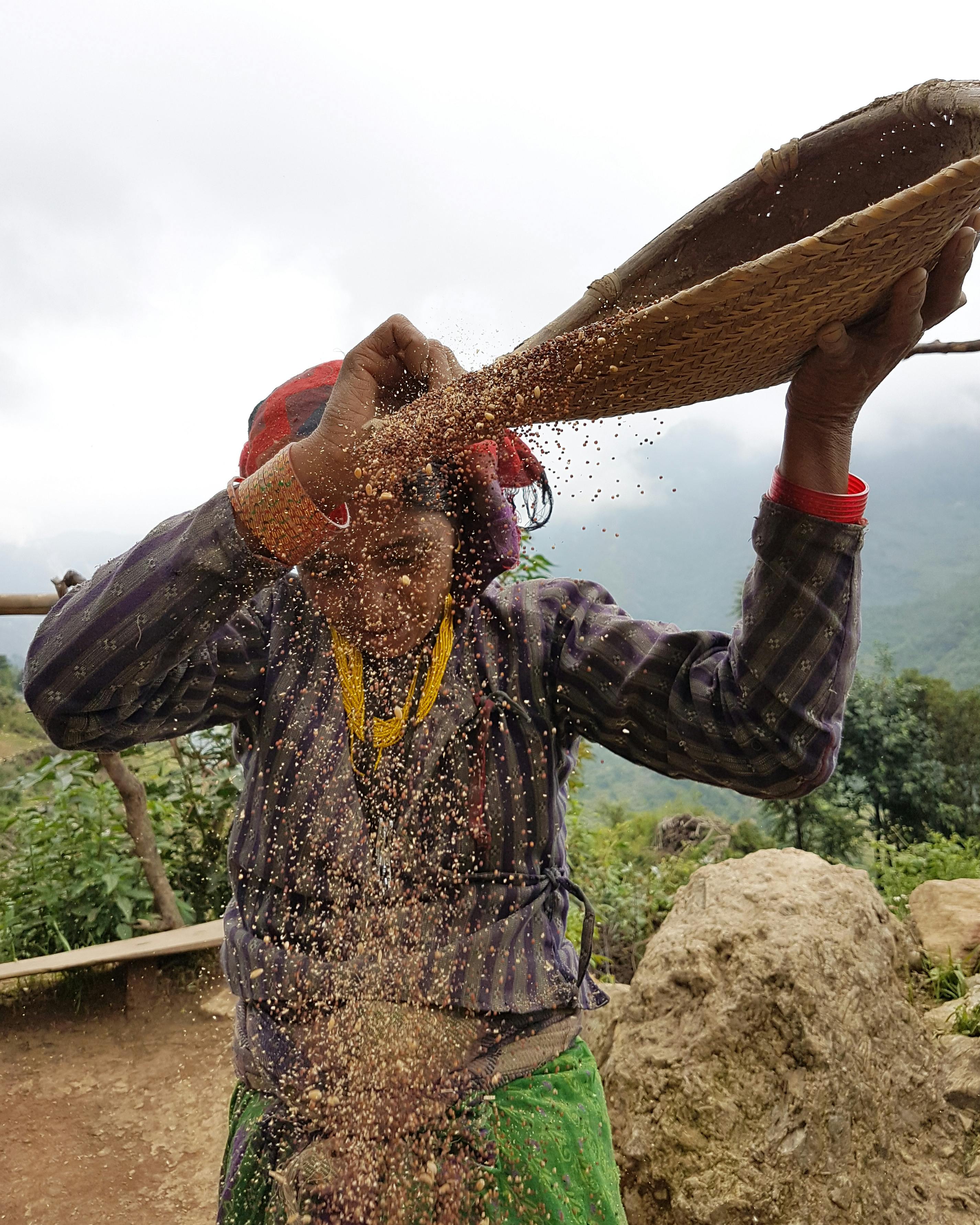 Woman Sieving Grain · Free Stock Photo