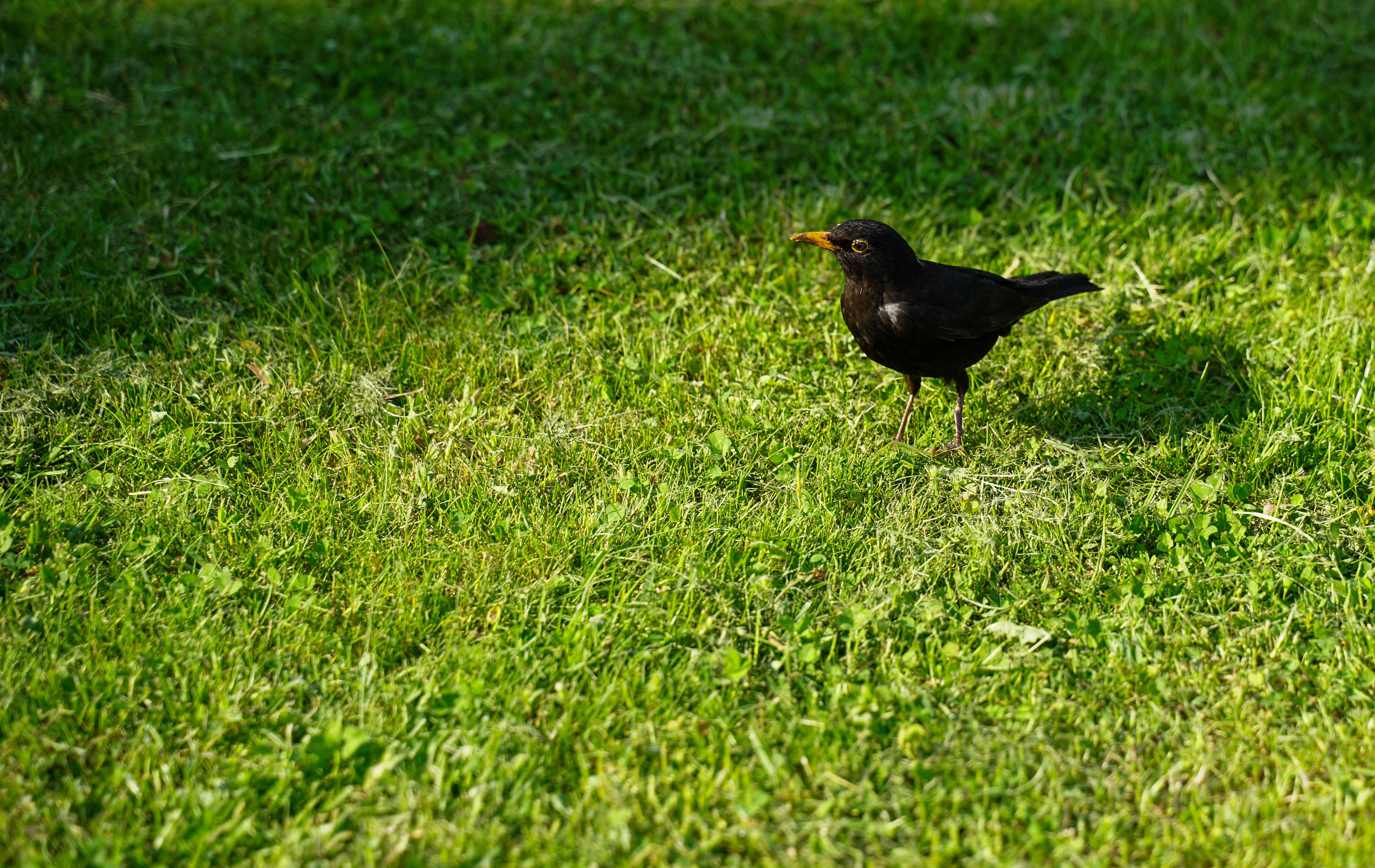 Close-up of a Bird in the Grass · Free Stock Photo