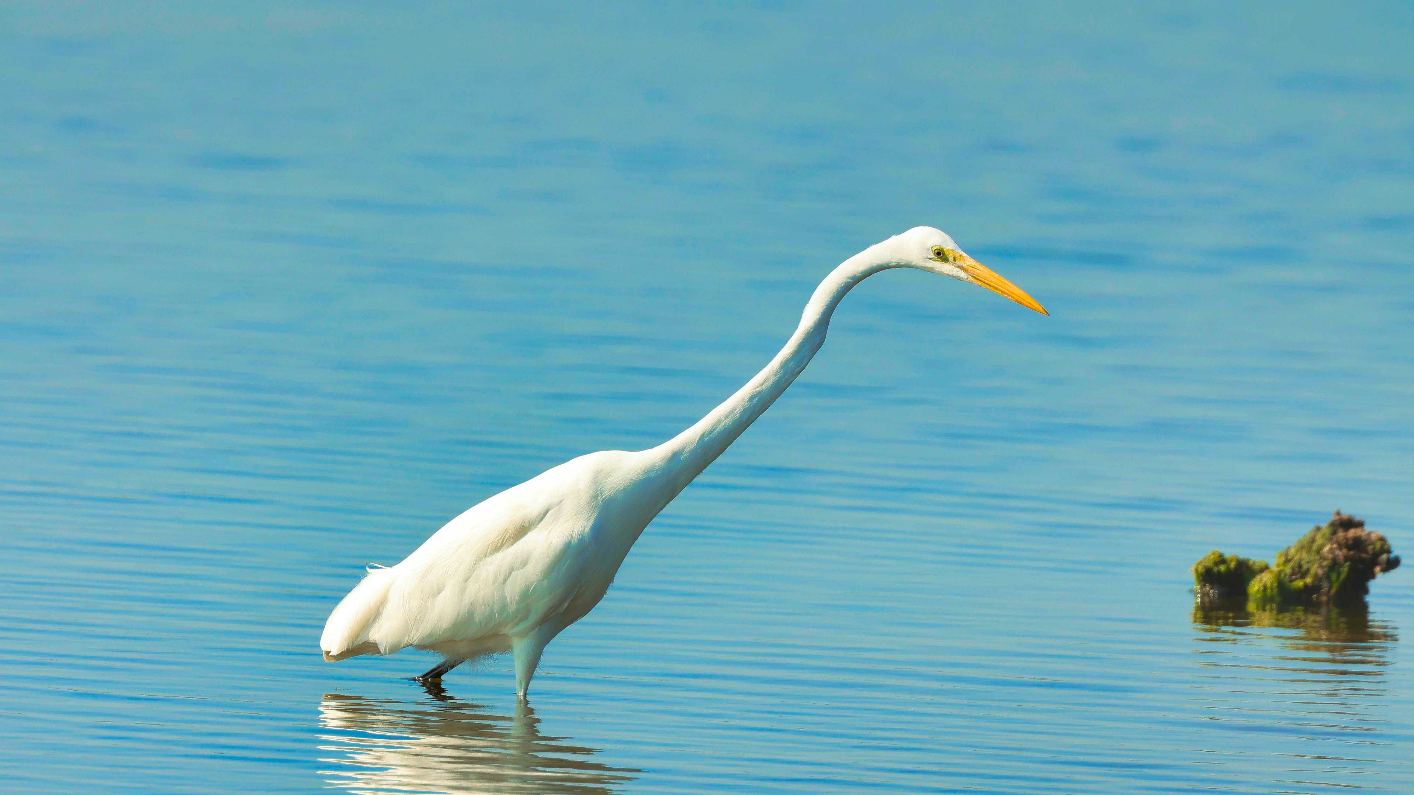 White Bird Flying over Body of Water · Free Stock Photo
