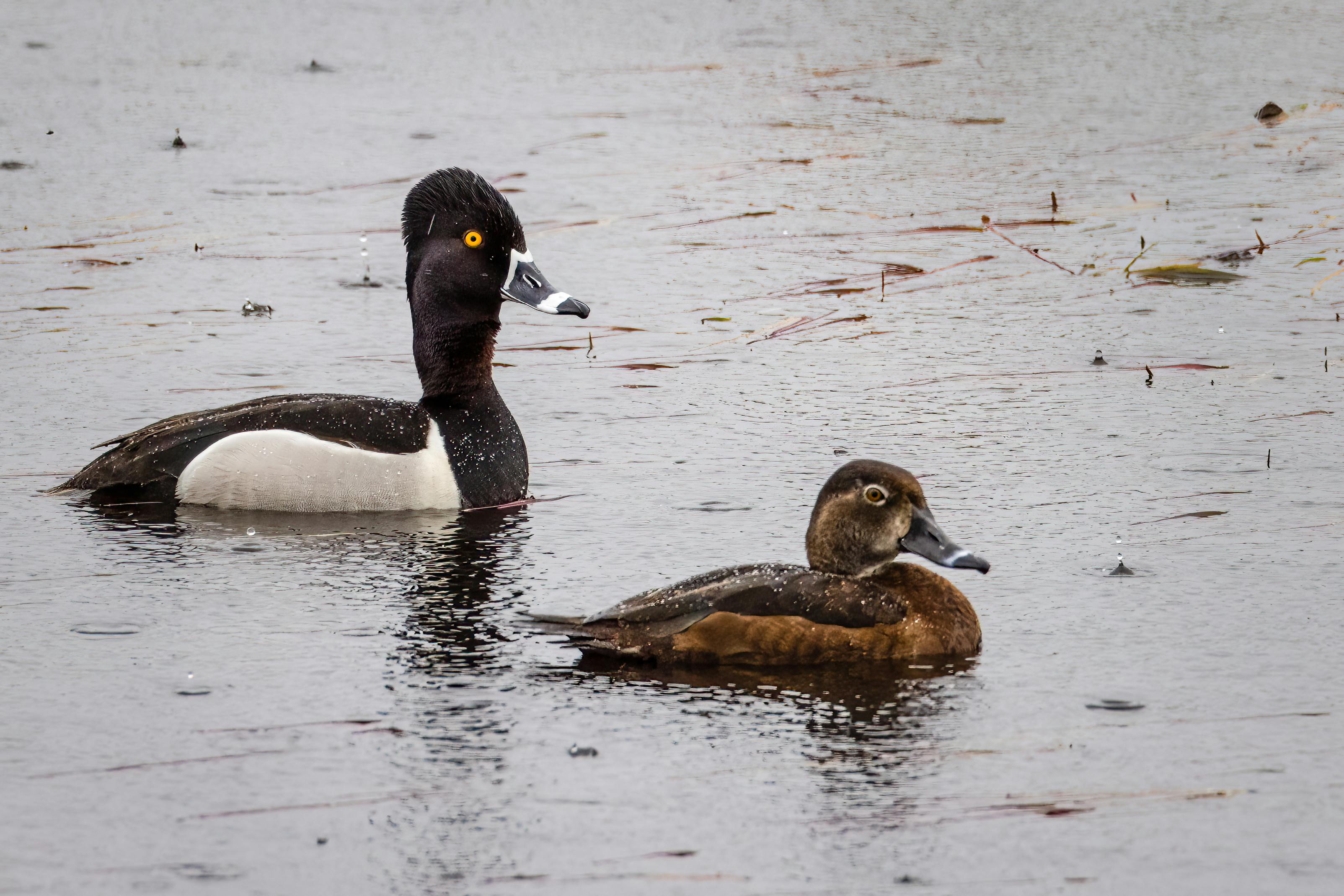 Waterfowls Swimming on a Pond · Free Stock Photo