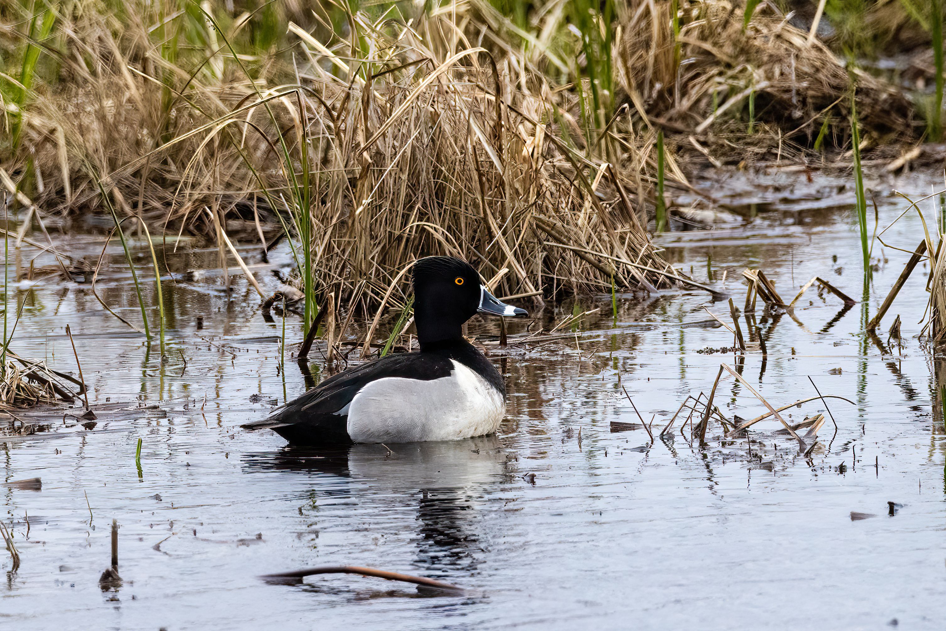 Close Up Photo of Ring Necked Duck · Free Stock Photo