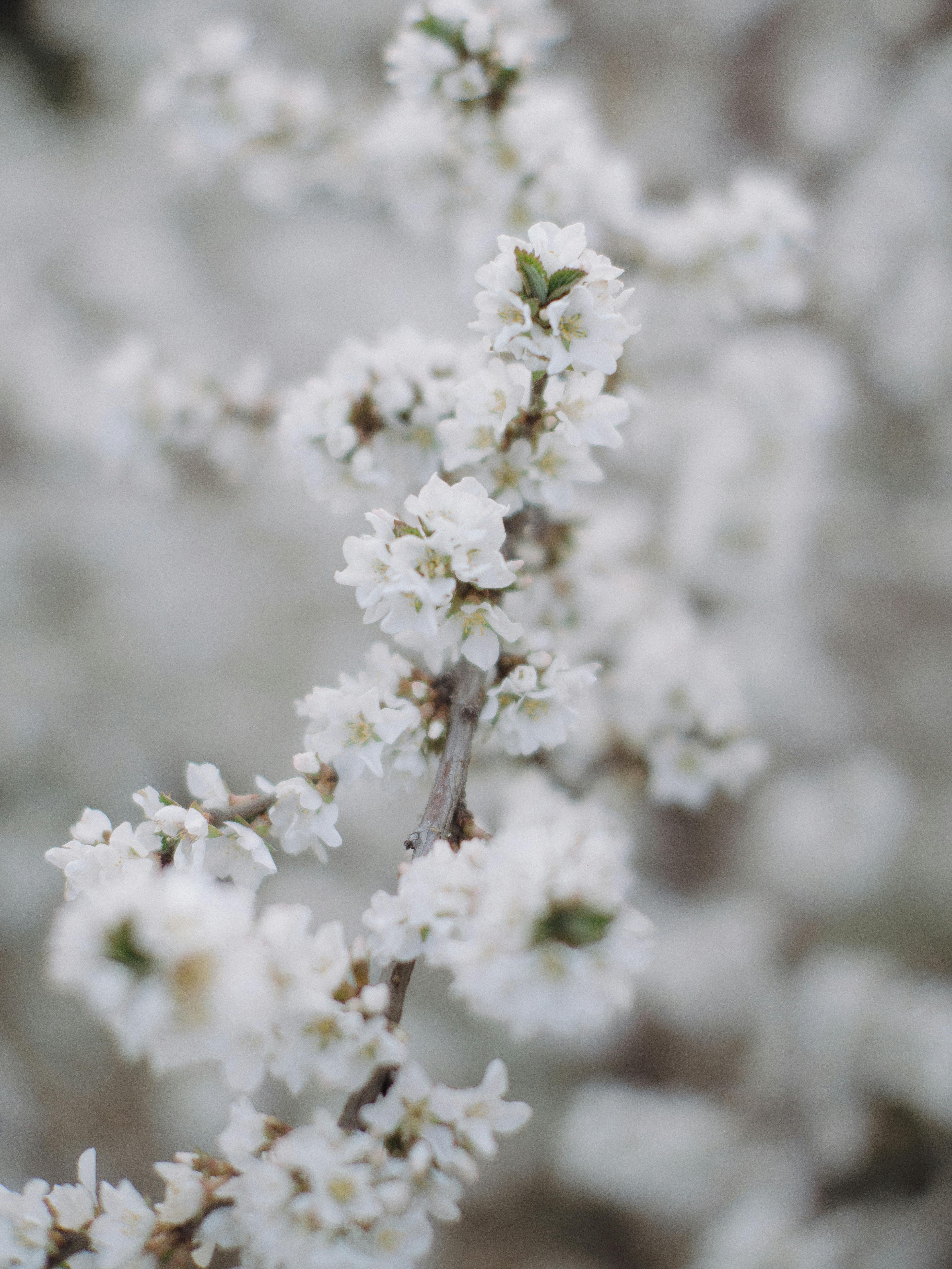 White Flowers in Close Up Photography · Free Stock Photo