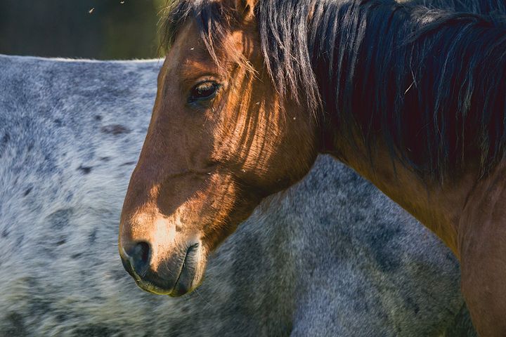 Equine Conformation Chart Guide: Buyer & Breeder Essentials