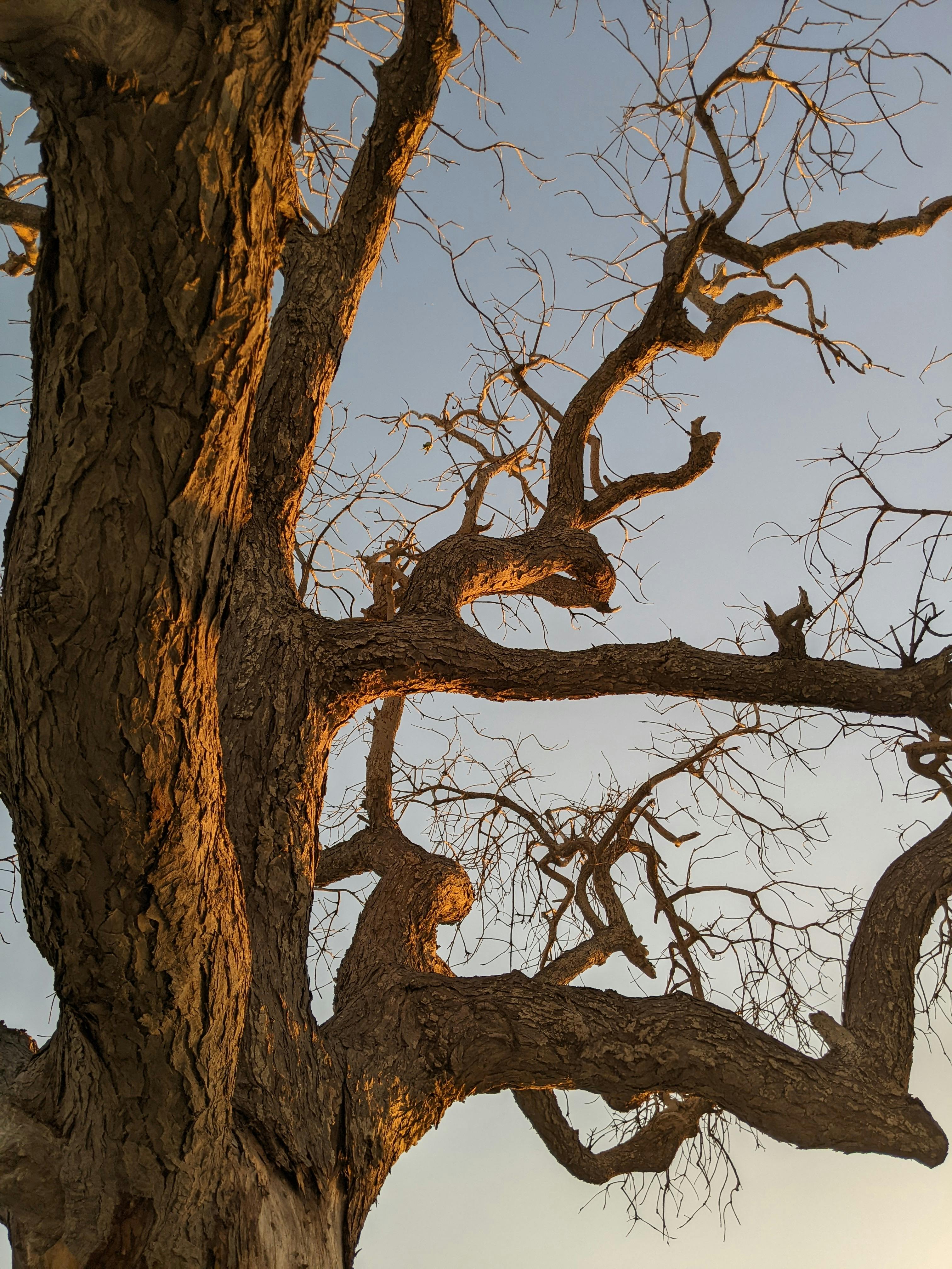 Photo of a Leafless Tree · Free Stock Photo