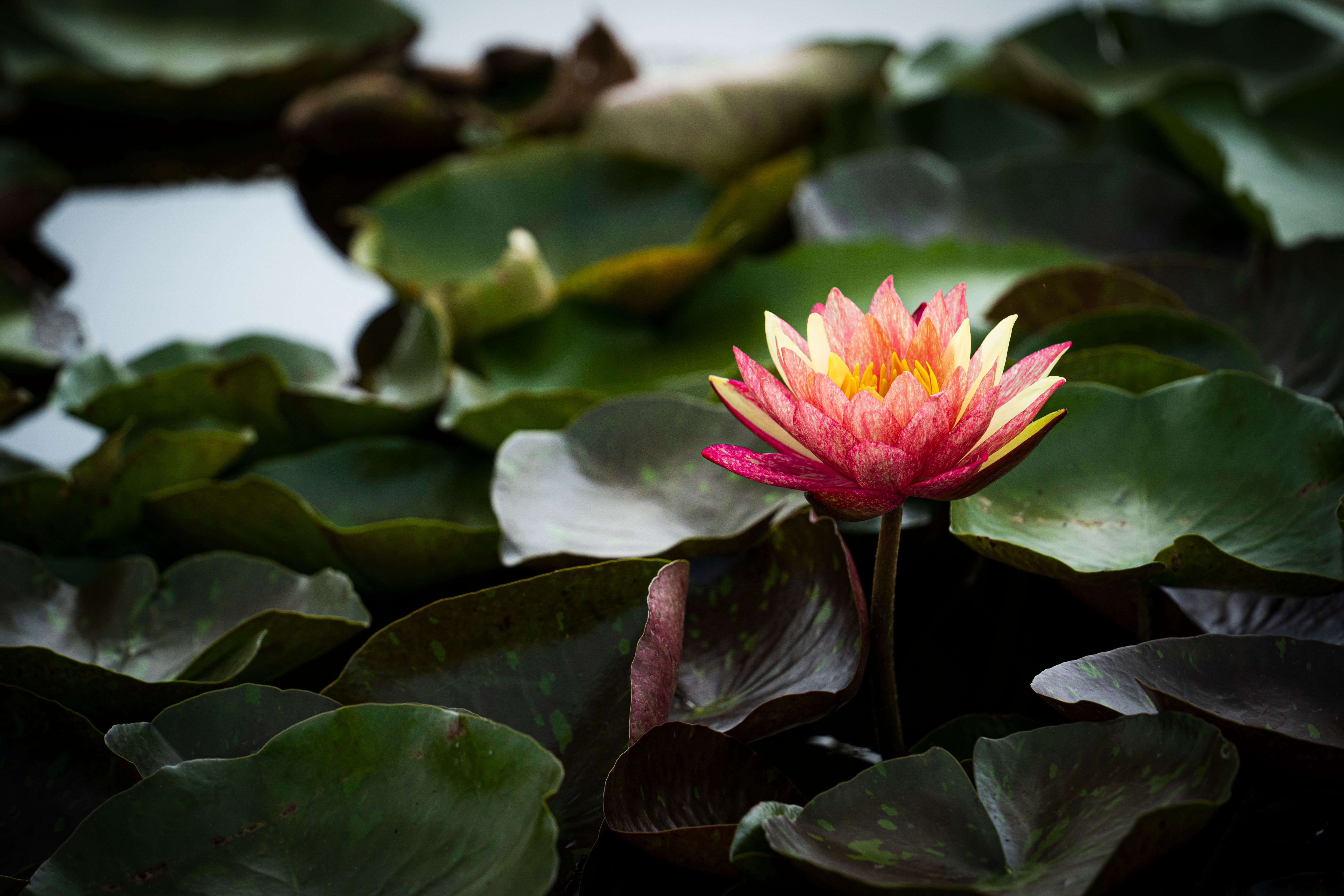 Close Up Shot of Water Lily · Free Stock Photo
