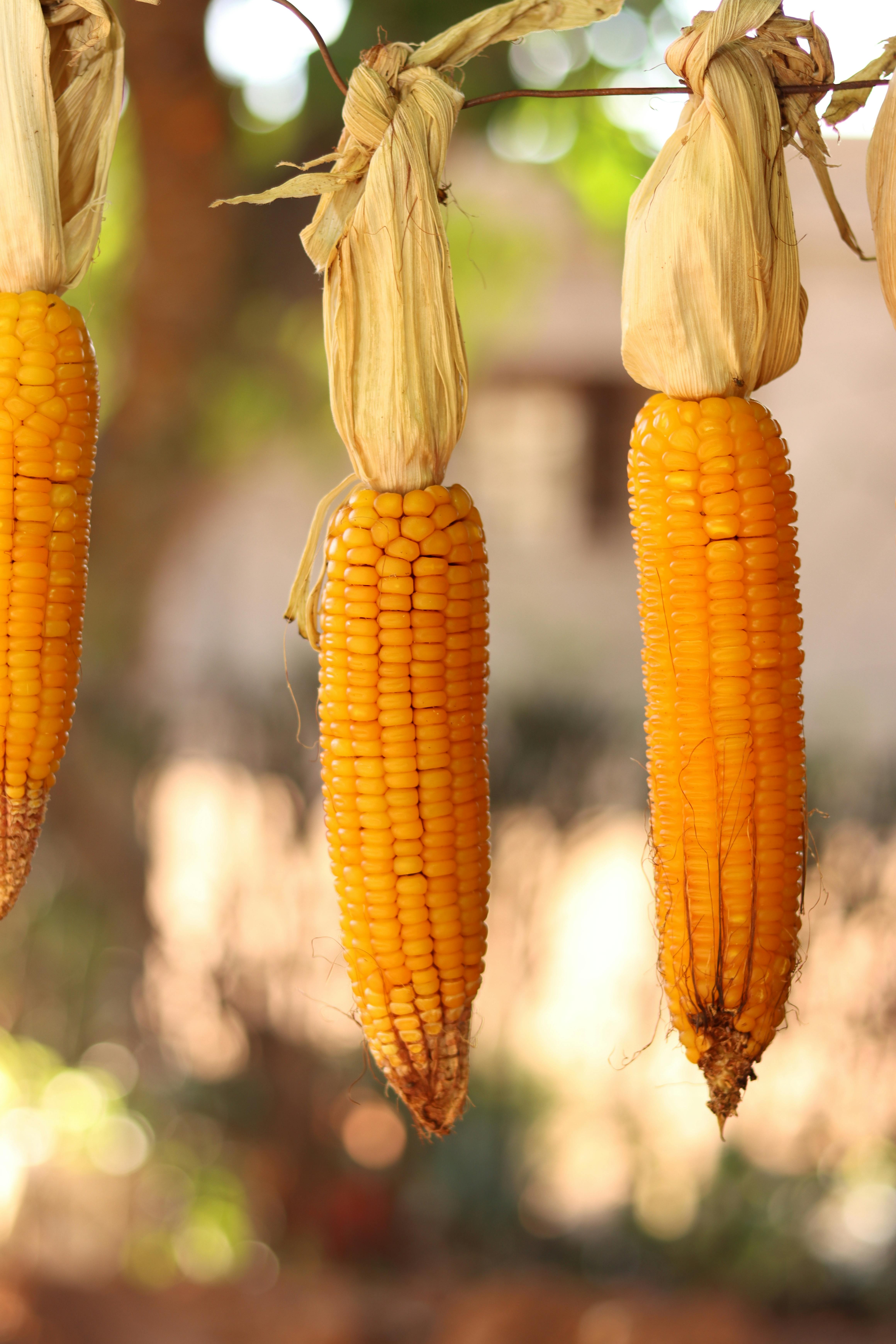 Peeling Corn Photos, Download The BEST Free Peeling Corn Stock Photos ...