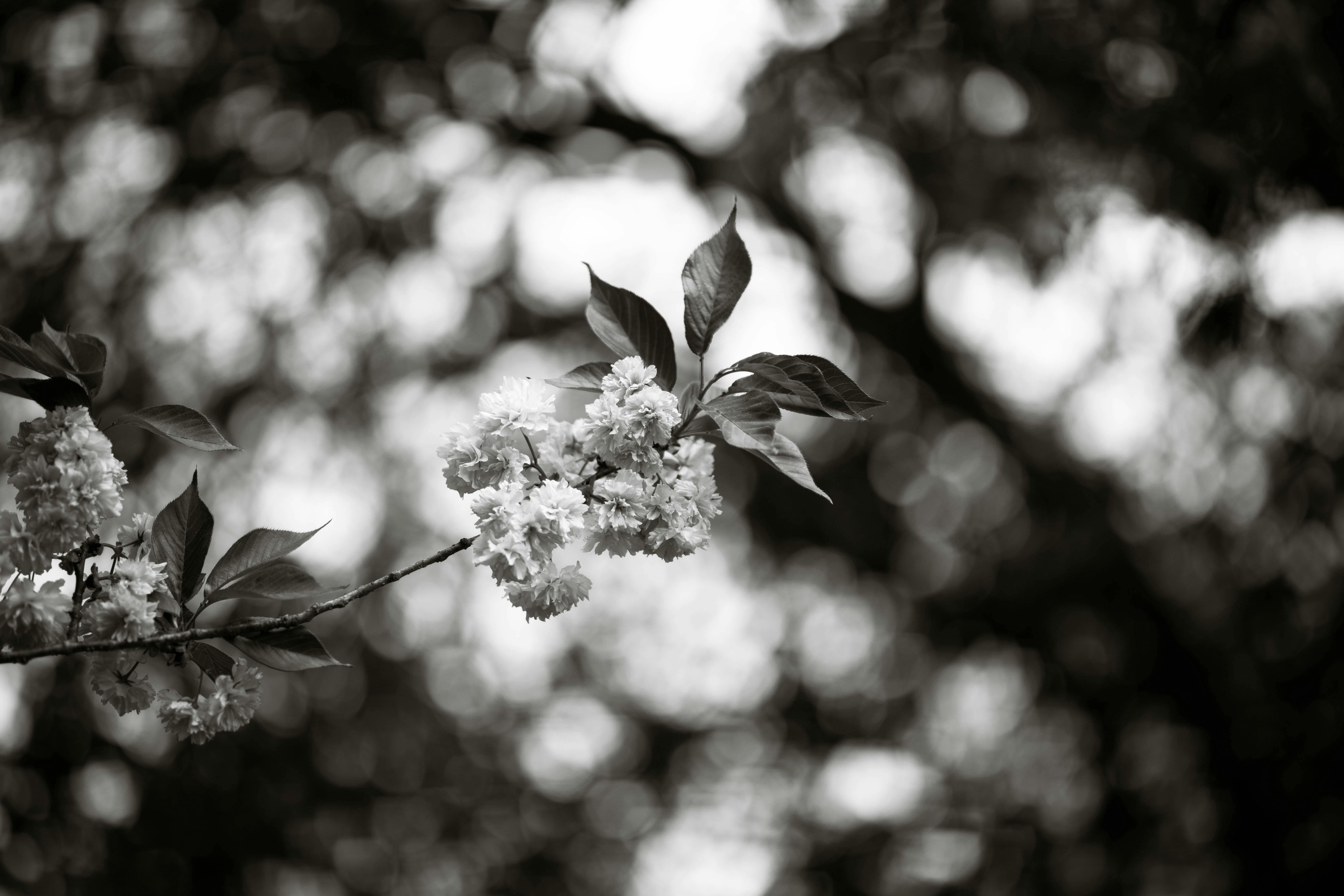 Grayscale Photo of Flower · Free Stock Photo
