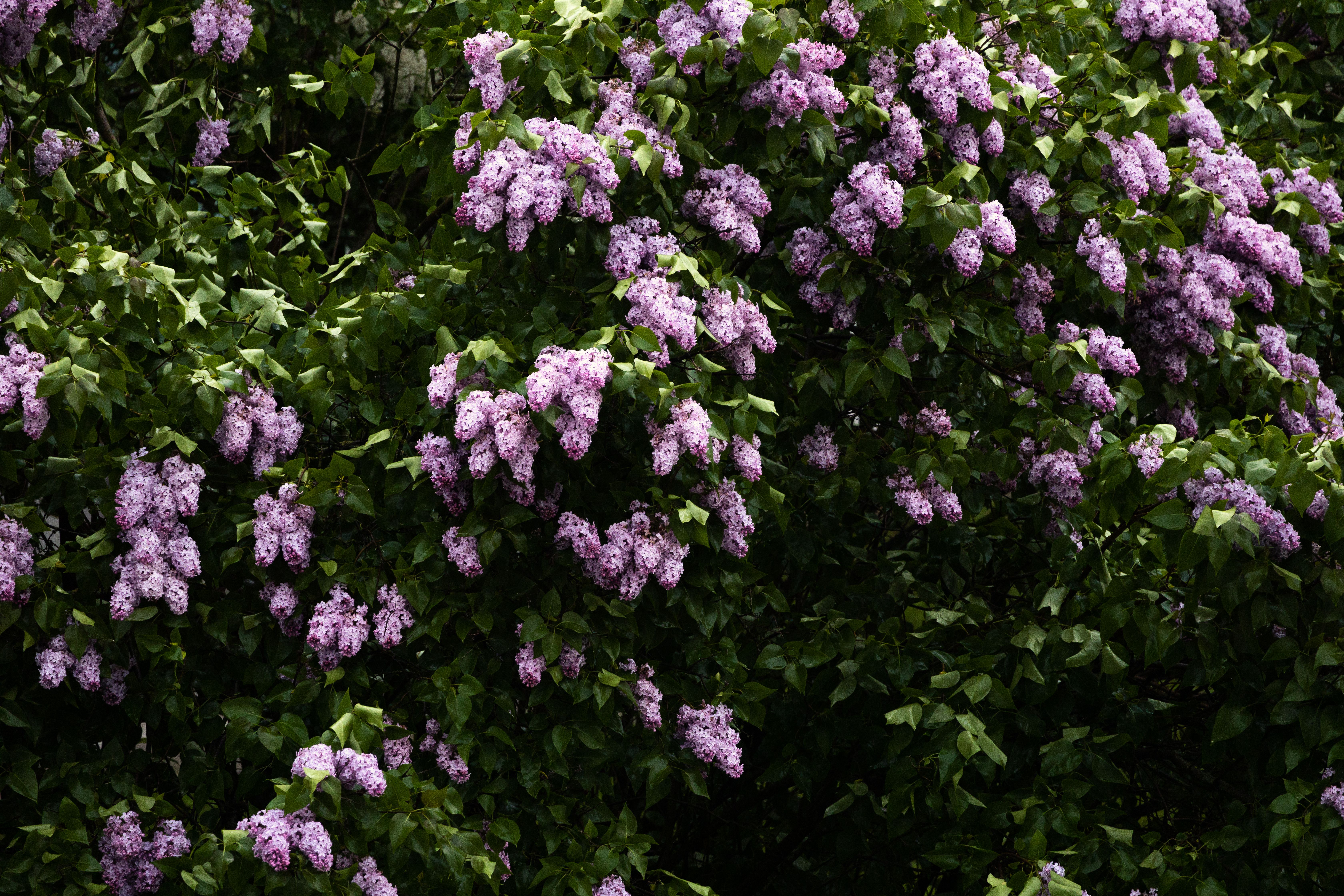 Selective Focus Photo Of Purple Lilac Flowers · Free Stock Photo