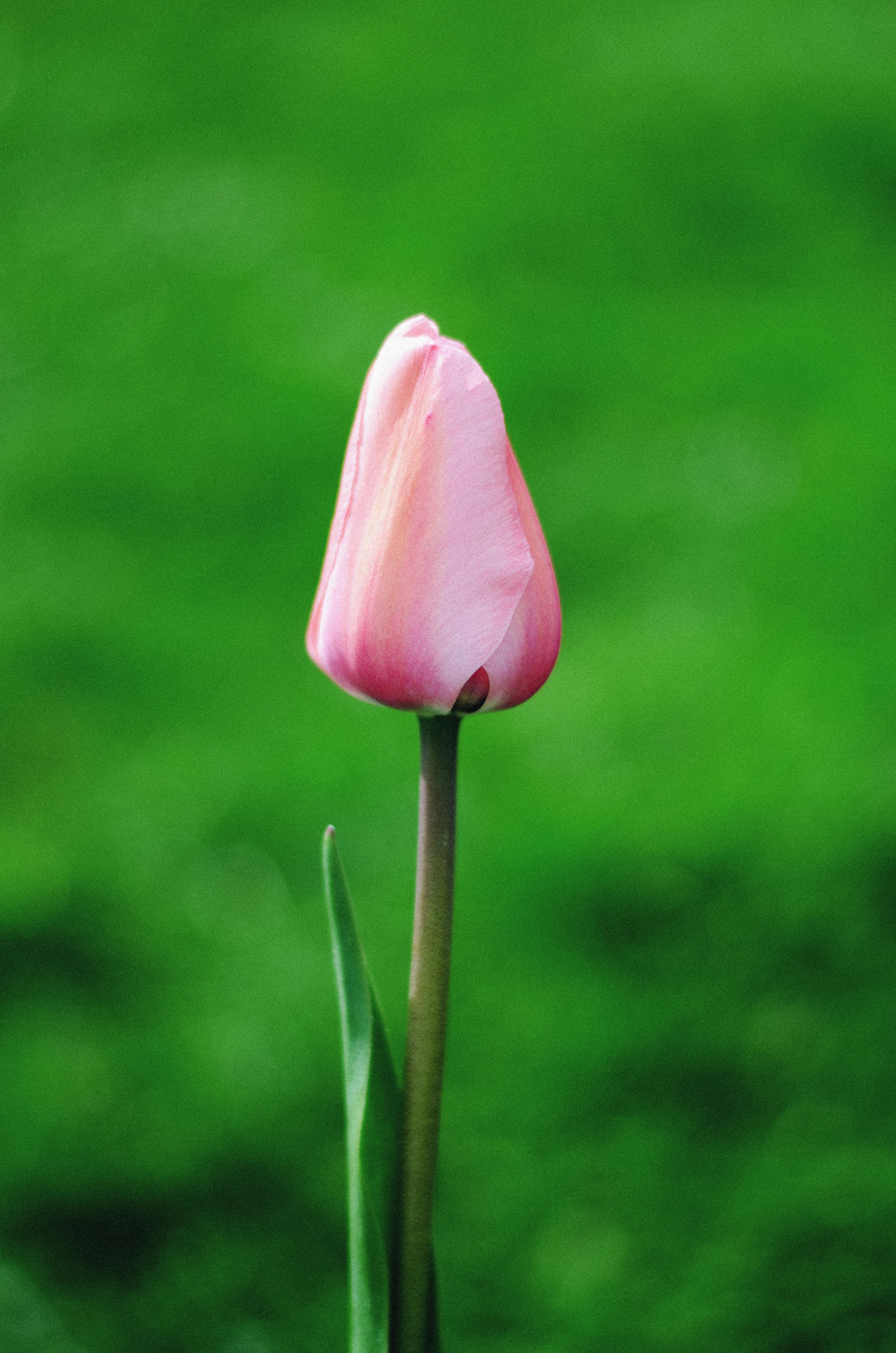 Close-up Photography of Pink Tulip Flower · Free Stock Photo