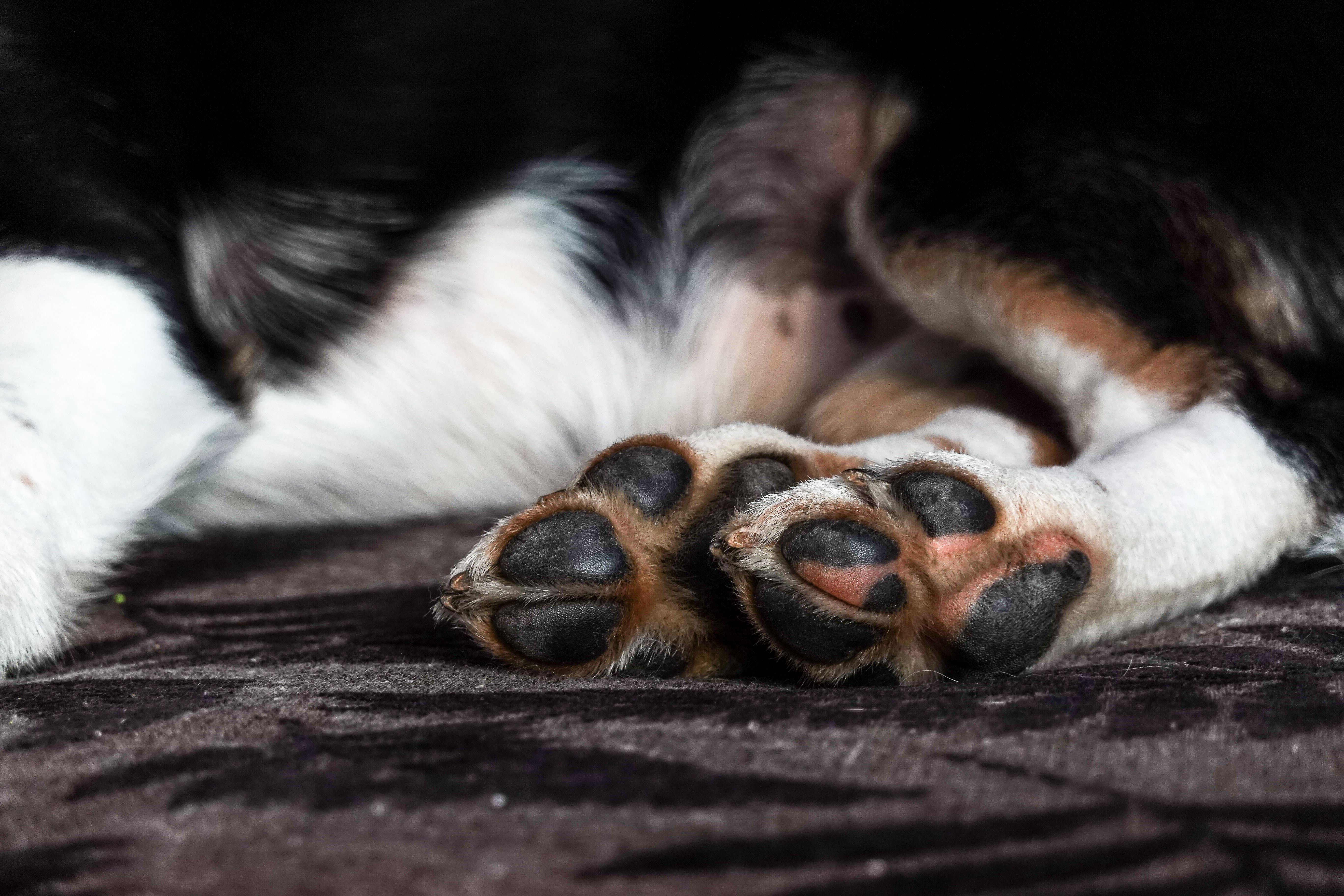 Dog's Paws · Free Stock Photo