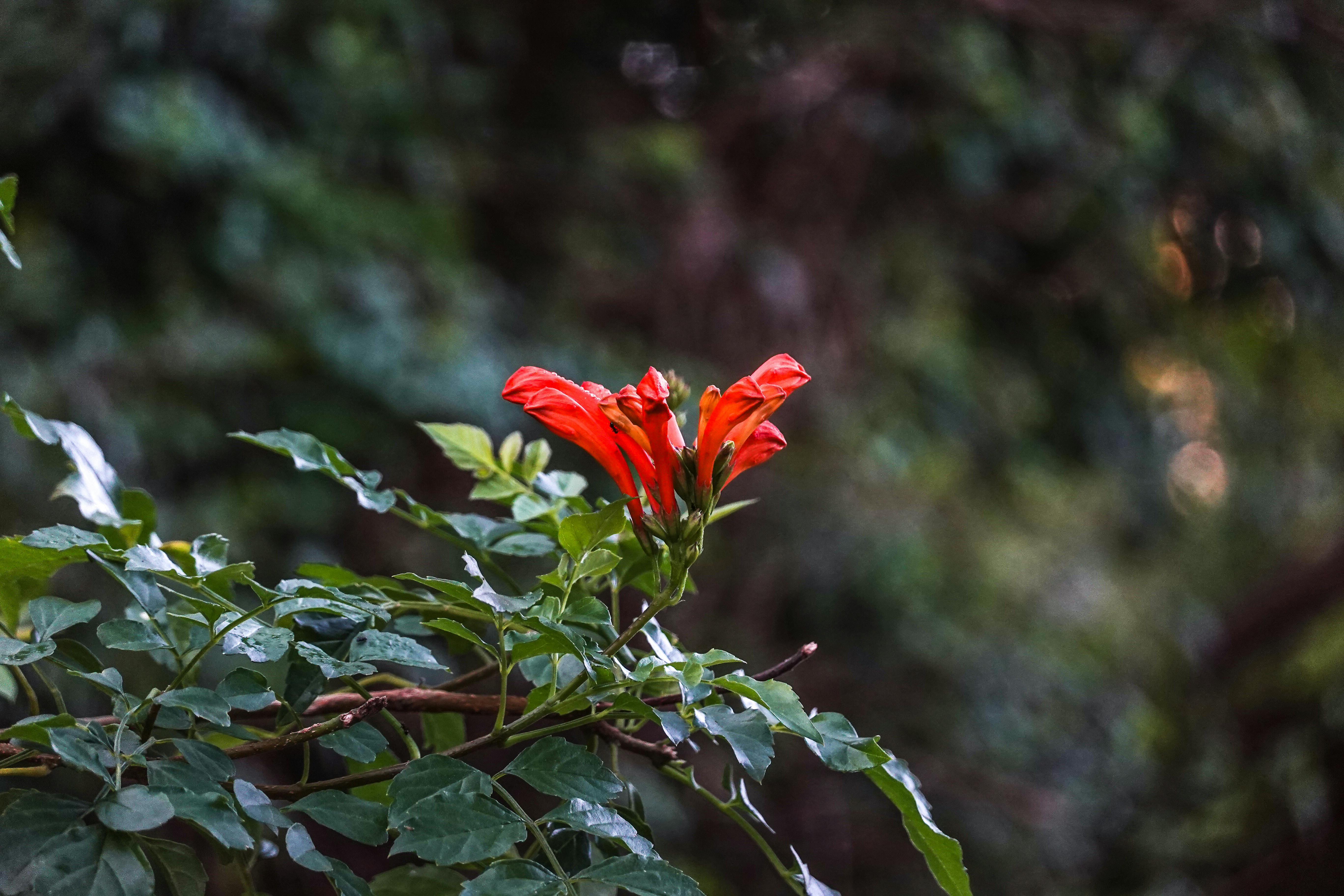 Red Flower Growing from Branch · Free Stock Photo
