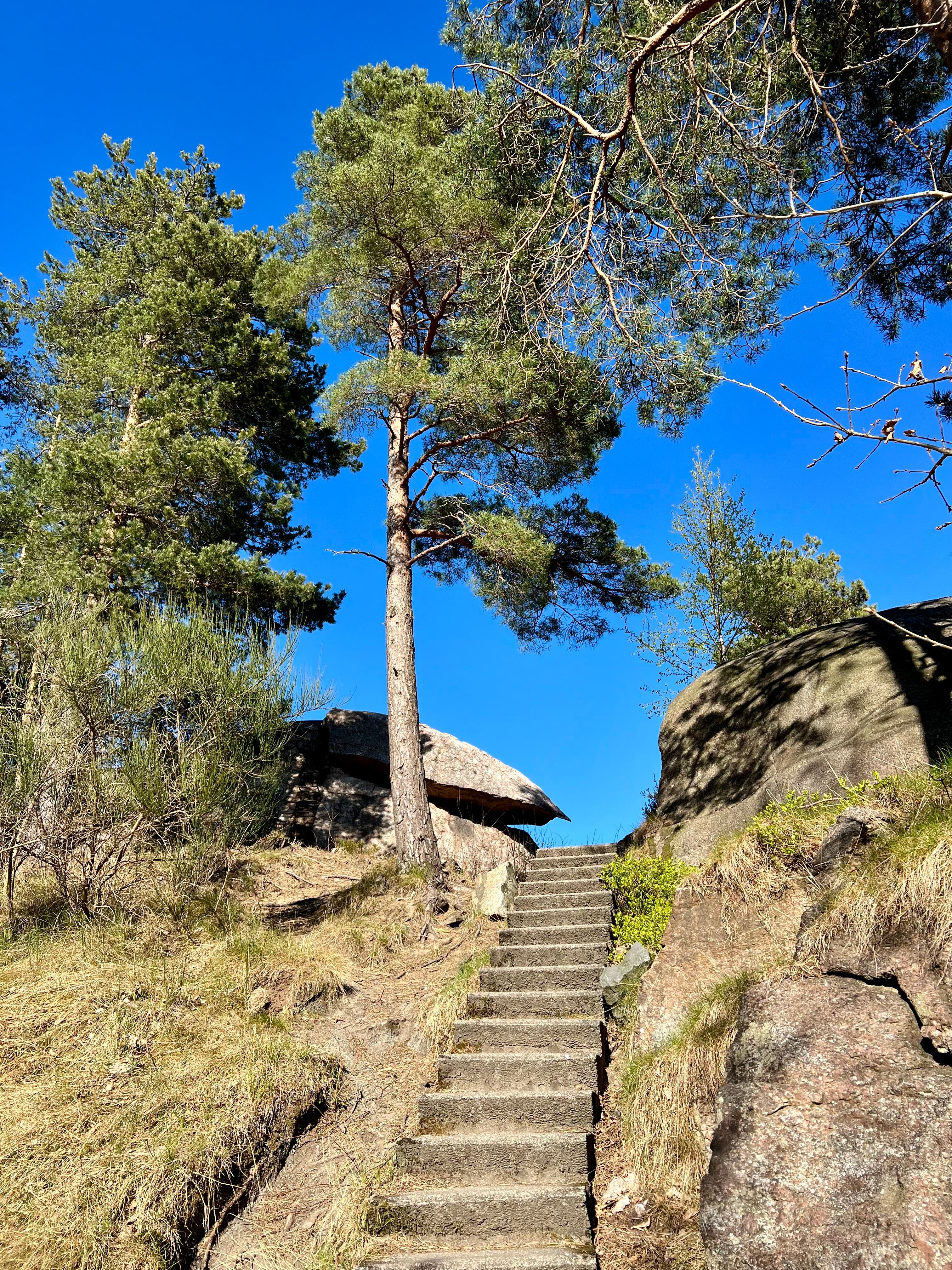 Trees around Stairs · Free Stock Photo