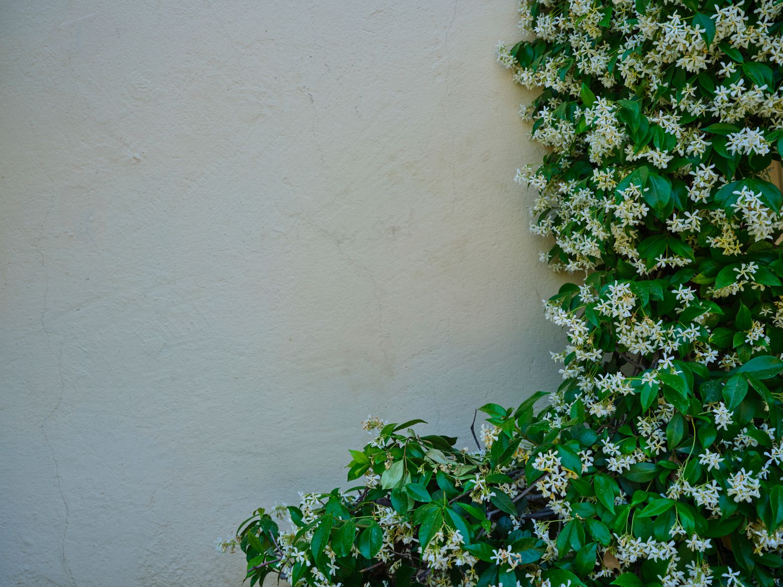 Star Jasmine Zone: Ideal for USDA 7b-10b Hardiness Areas